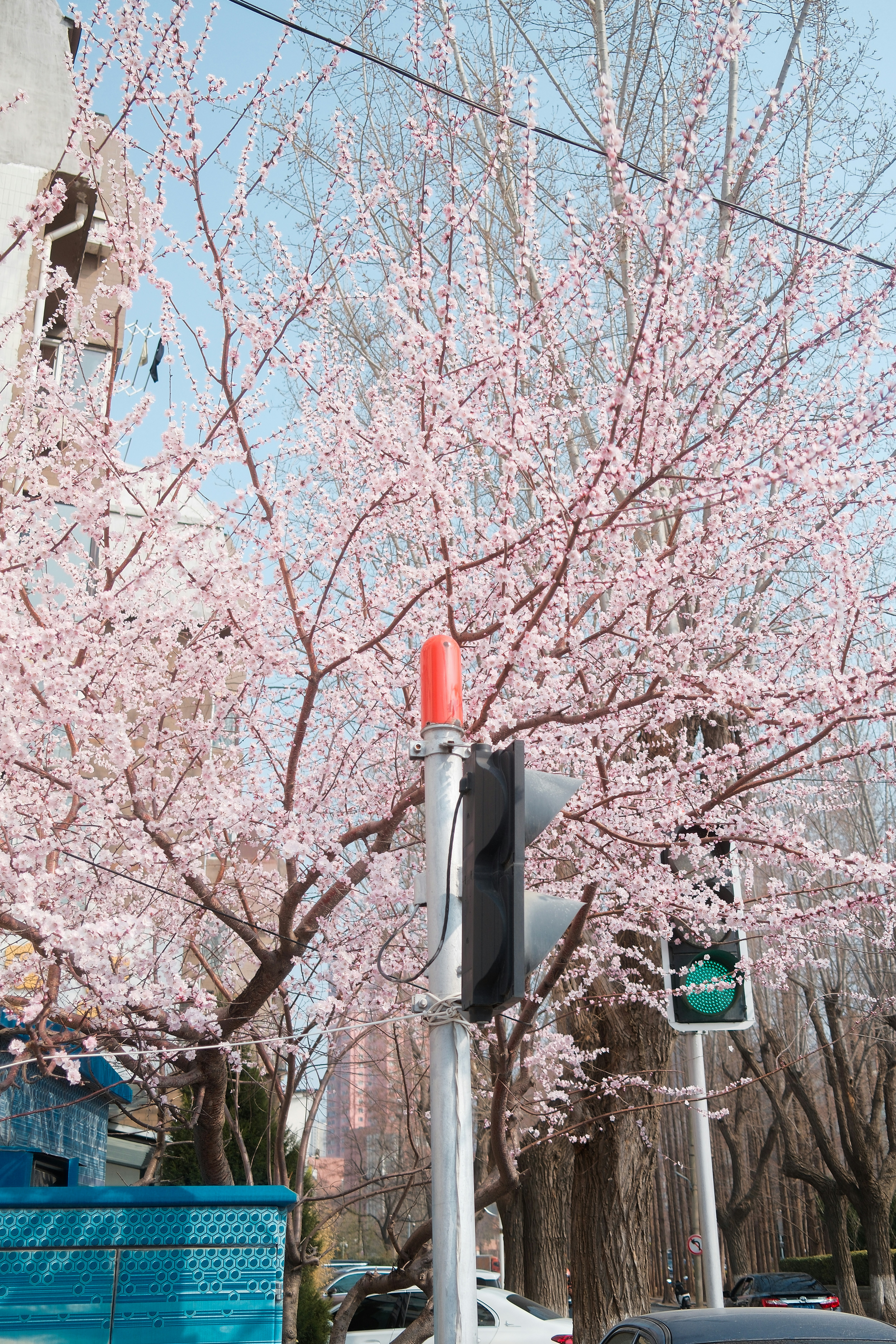 Cherry Blooms Over the Urban Street Signal