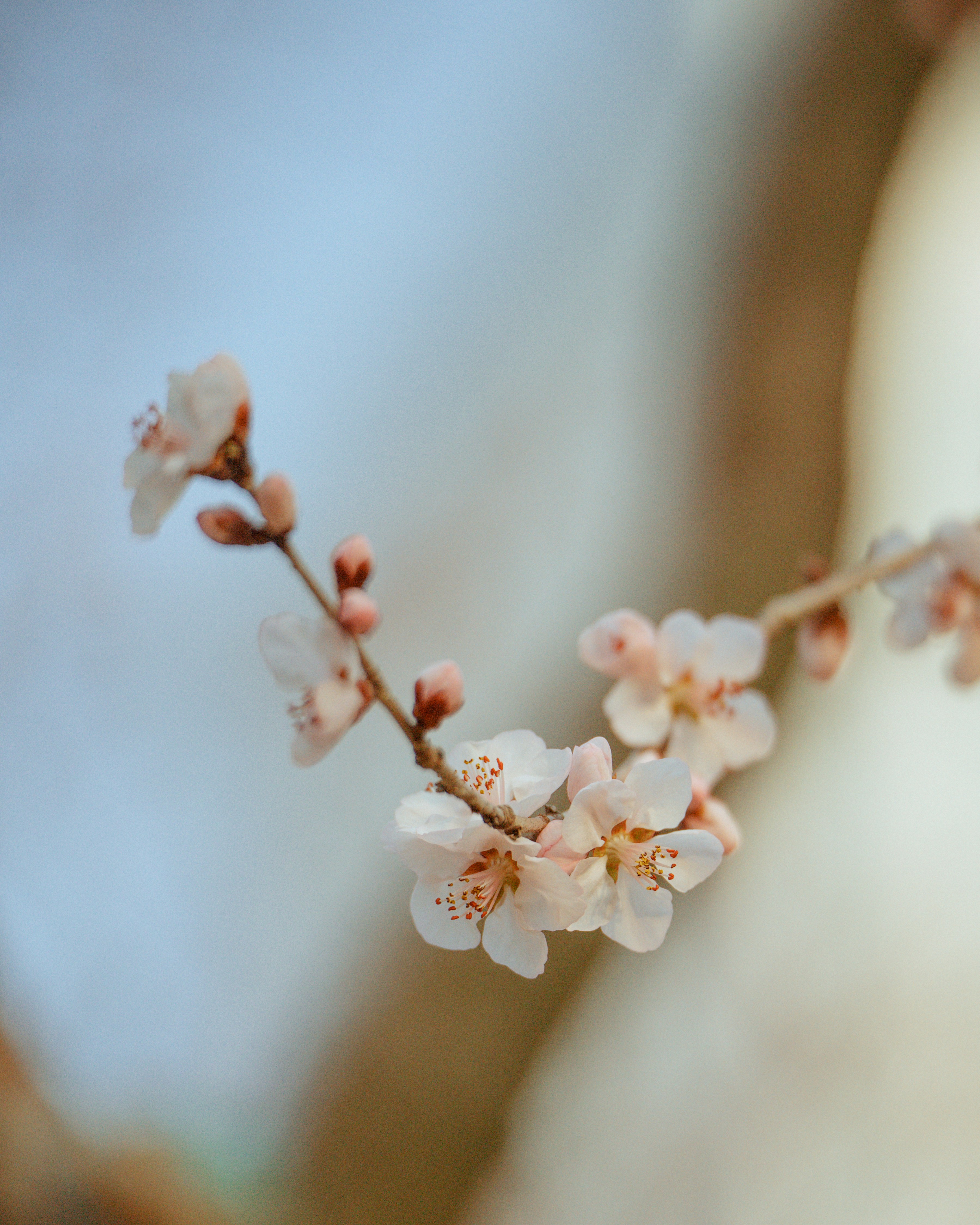 Soft Bloom: A Gentle Cherry Blossom Moment