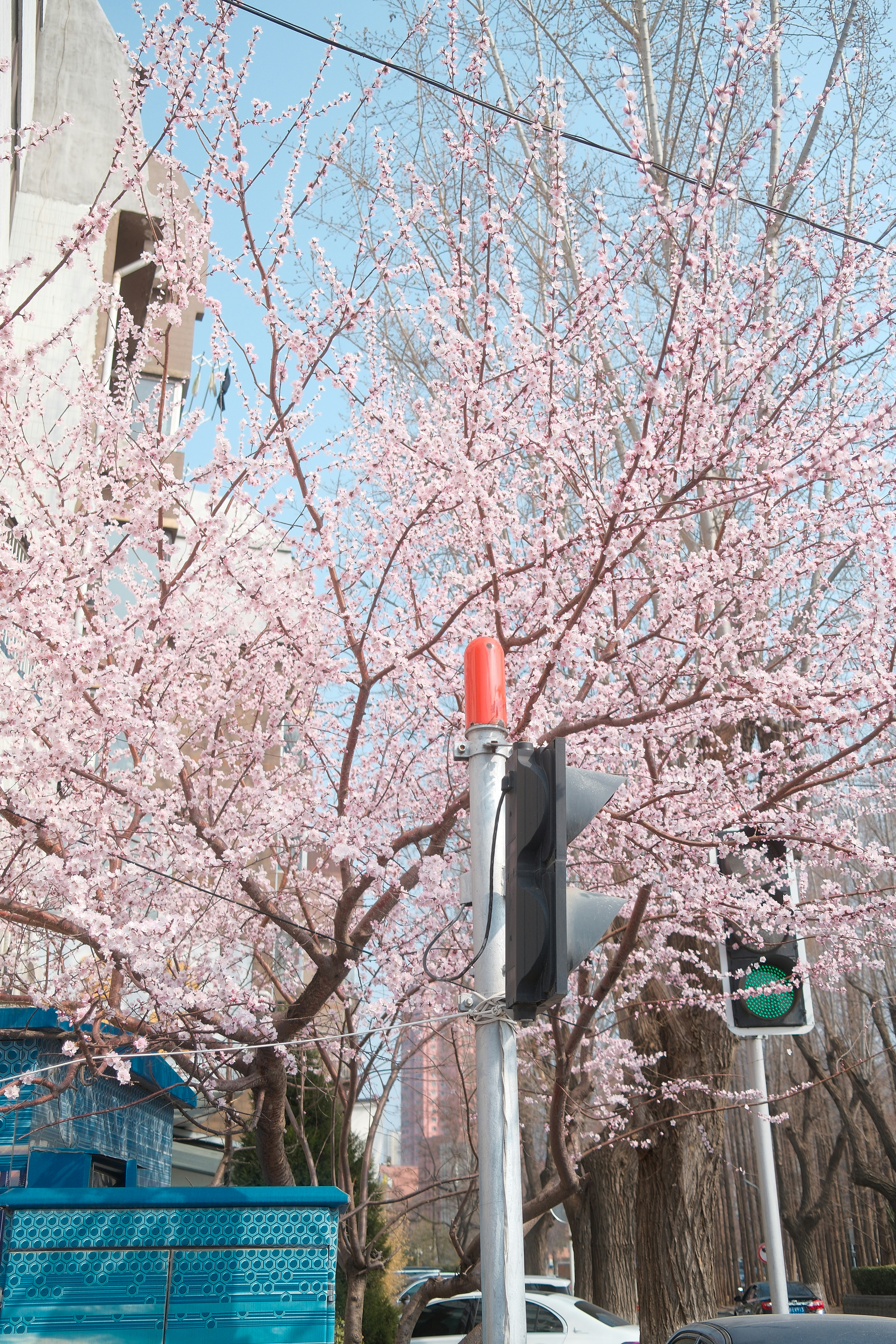 Cherry Blossom Crosswalk: A Quiet Urban Spring Under Signals