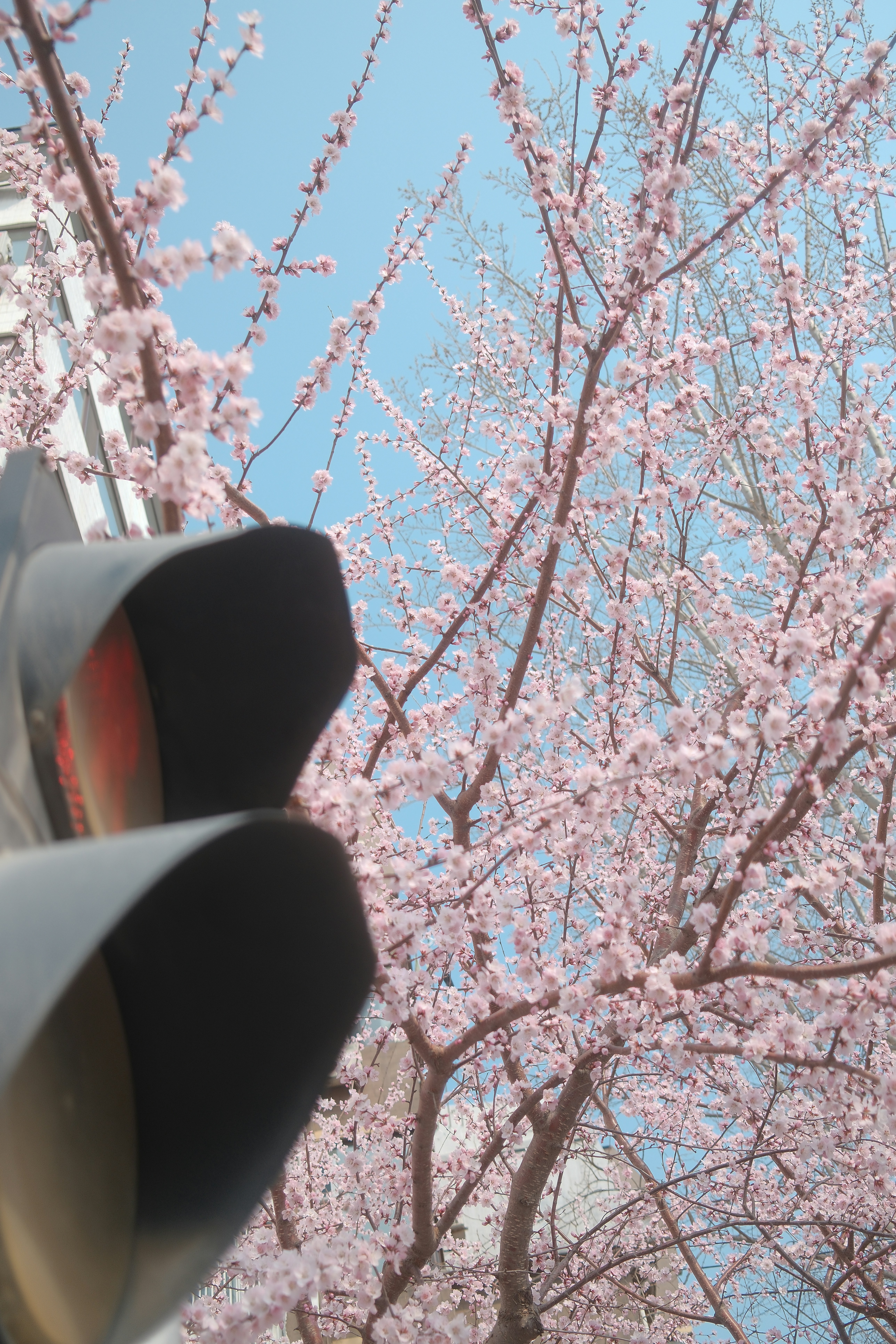 Blossoms against a chrome-gray doorway and blue sky