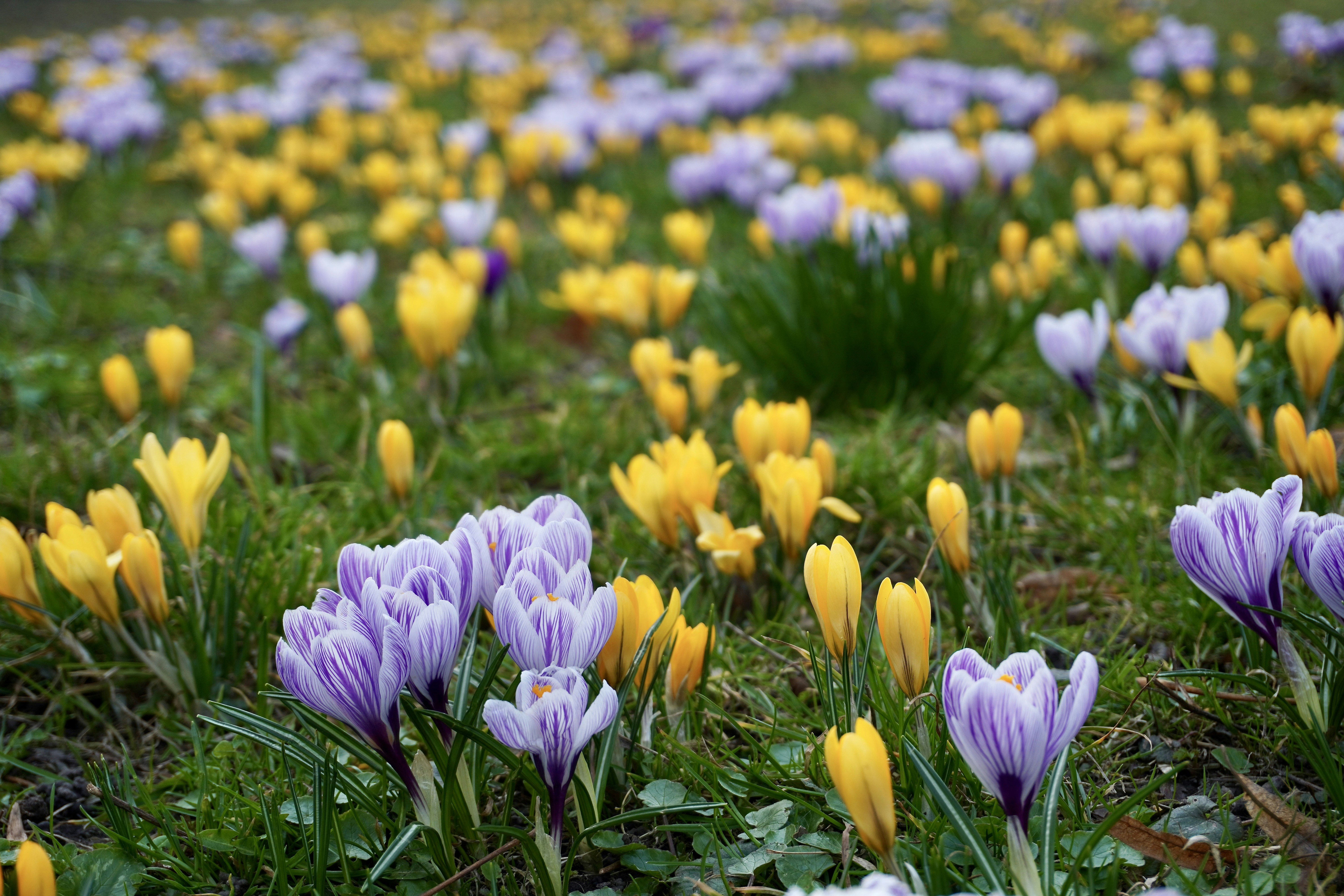 Fields of Spring: Purple and Gold Crocus Carpets in Evening Light