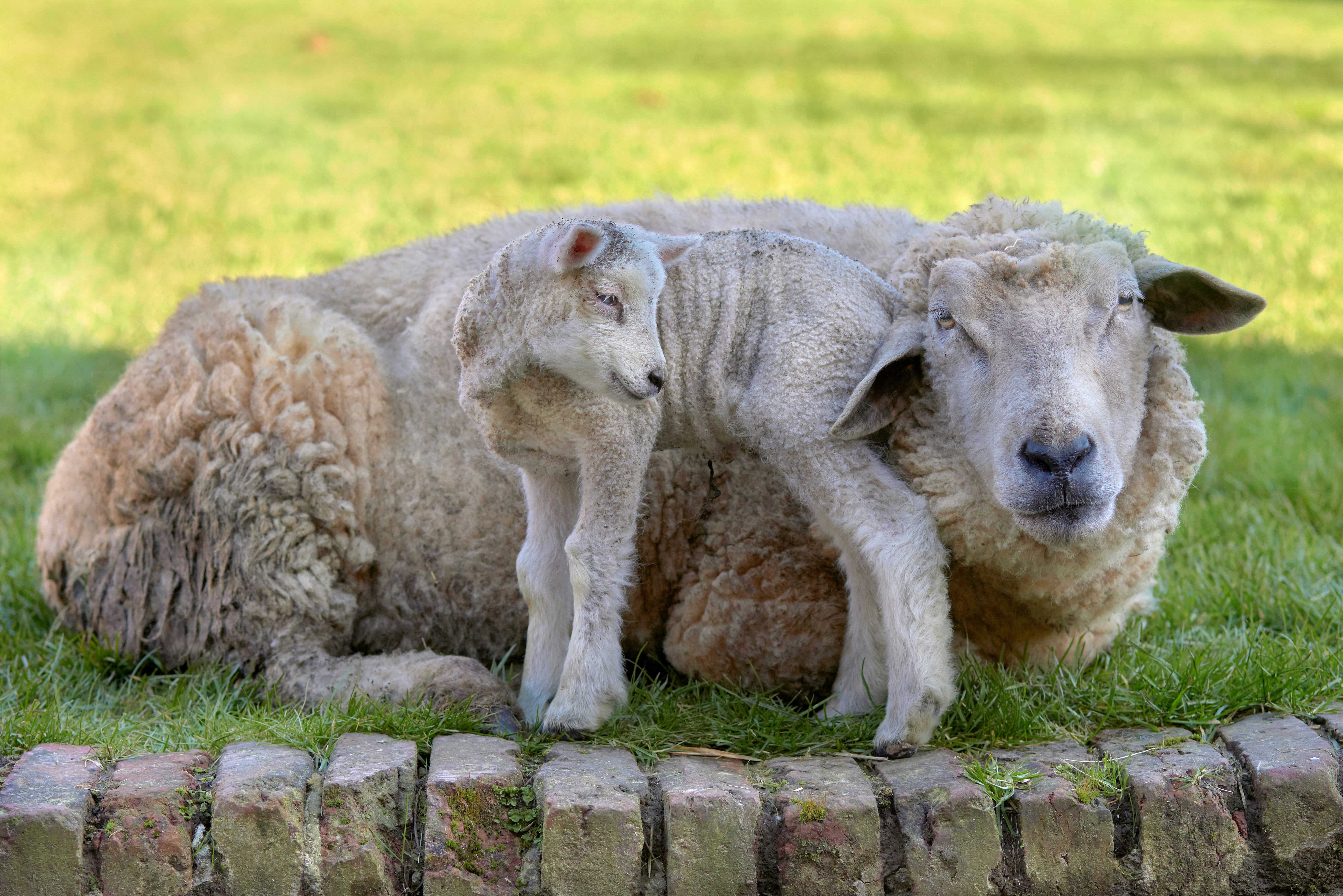 Close-Cropped Ewes: Calm Bond on the Stone Rim