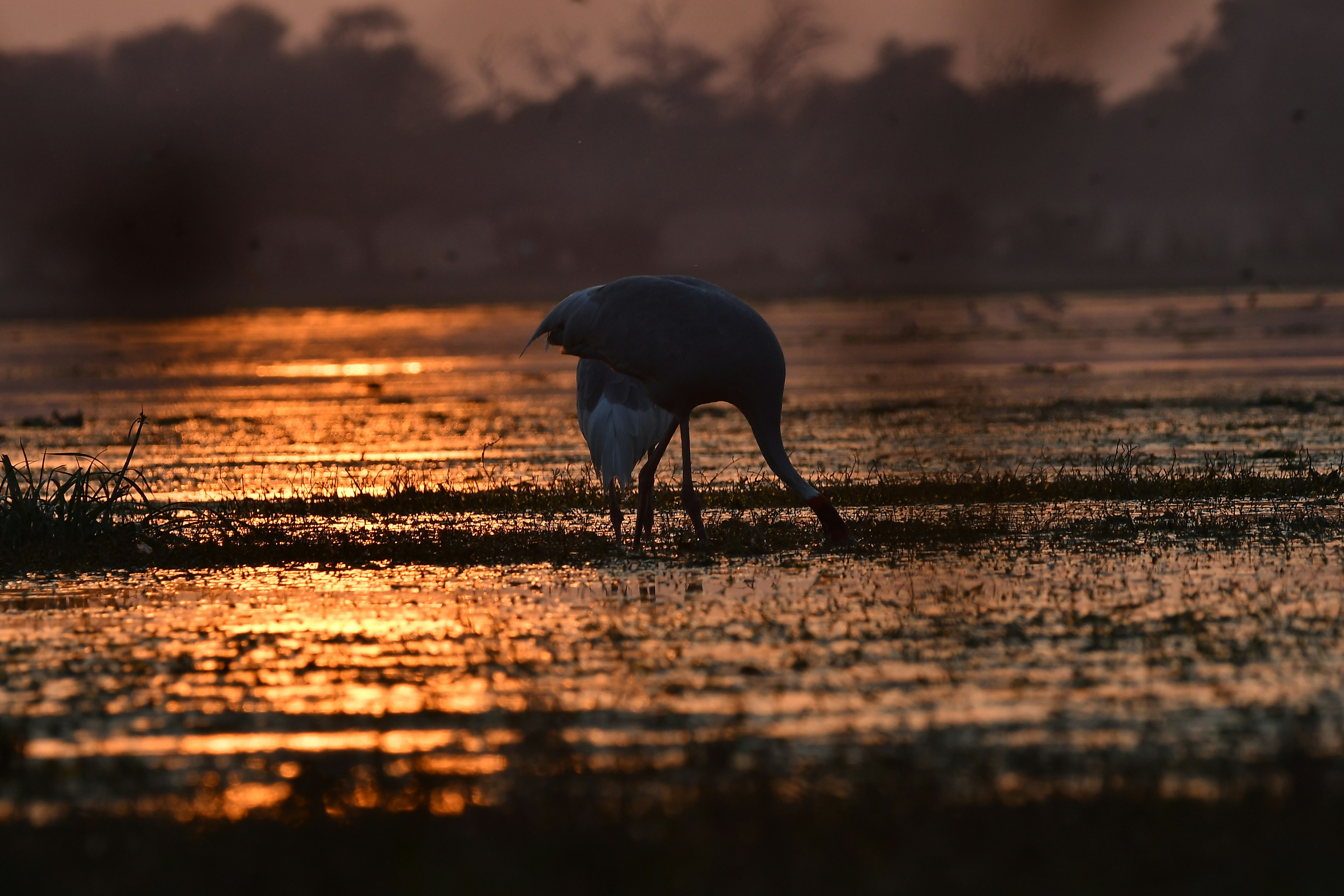 Silhouette at Golden Tides: A Crane Forages in Molten Shorelight