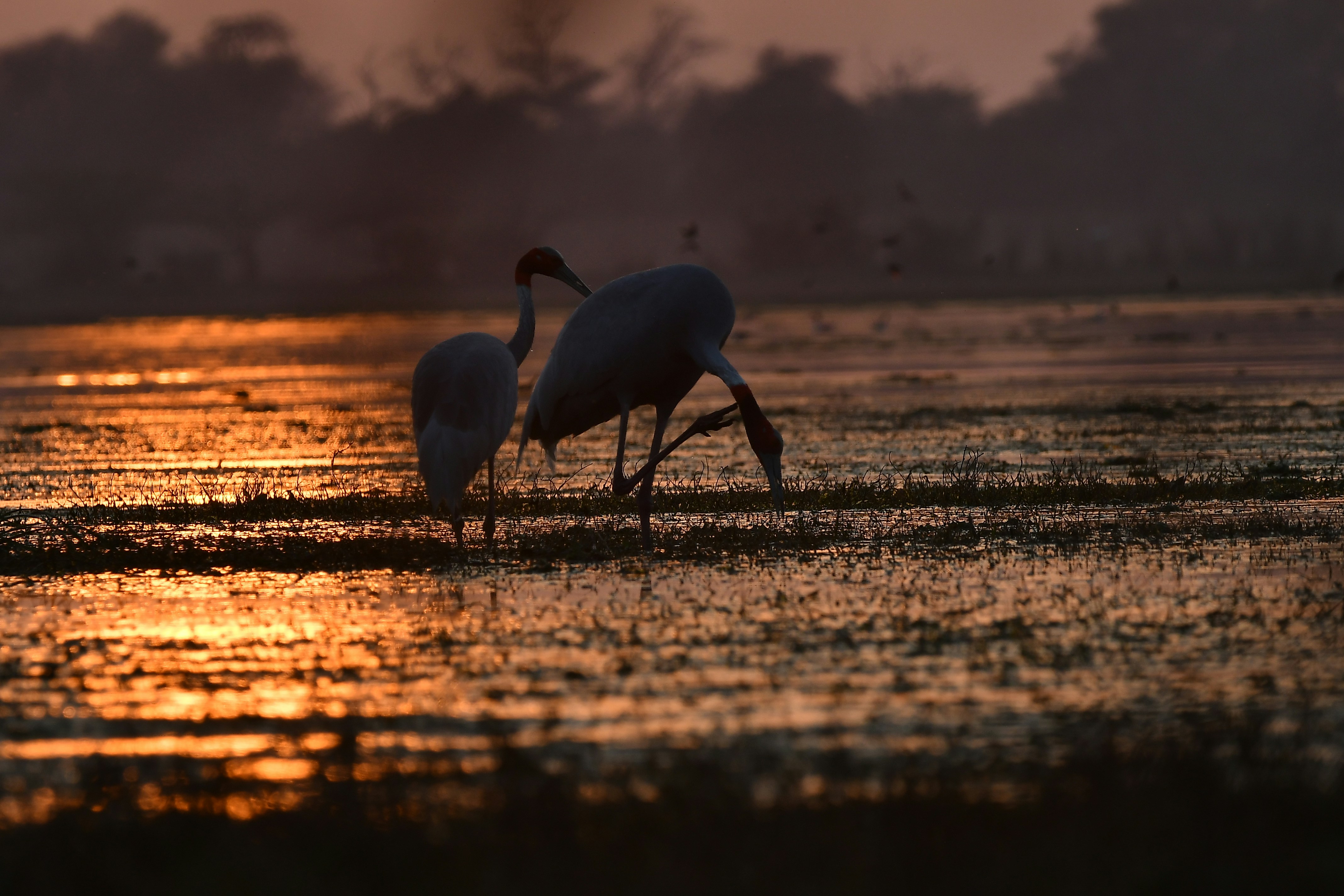 Silhouetted Herons at Golden Hour Salt Flats