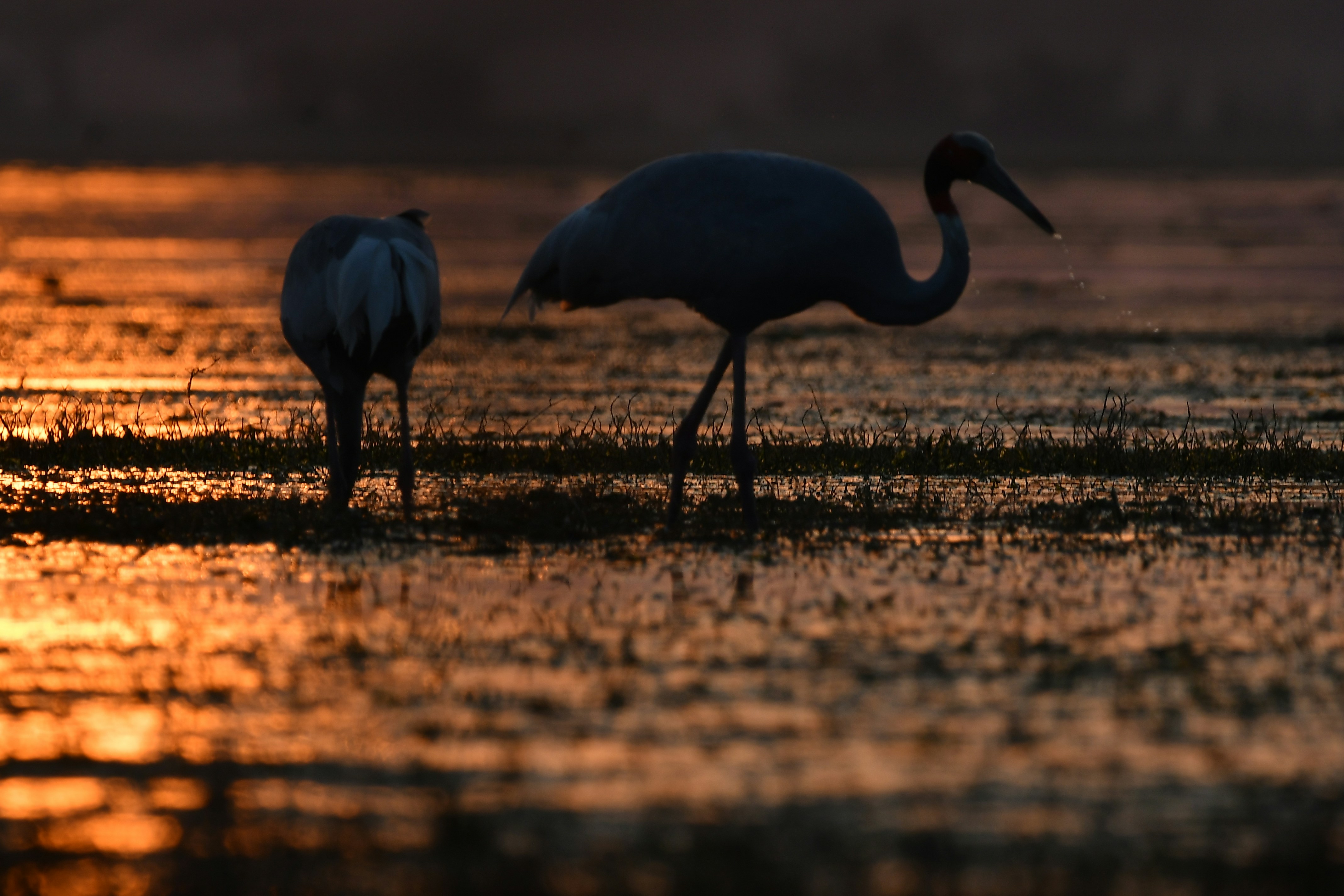 Dusk Herons: Silhouettes on Quiet Tide