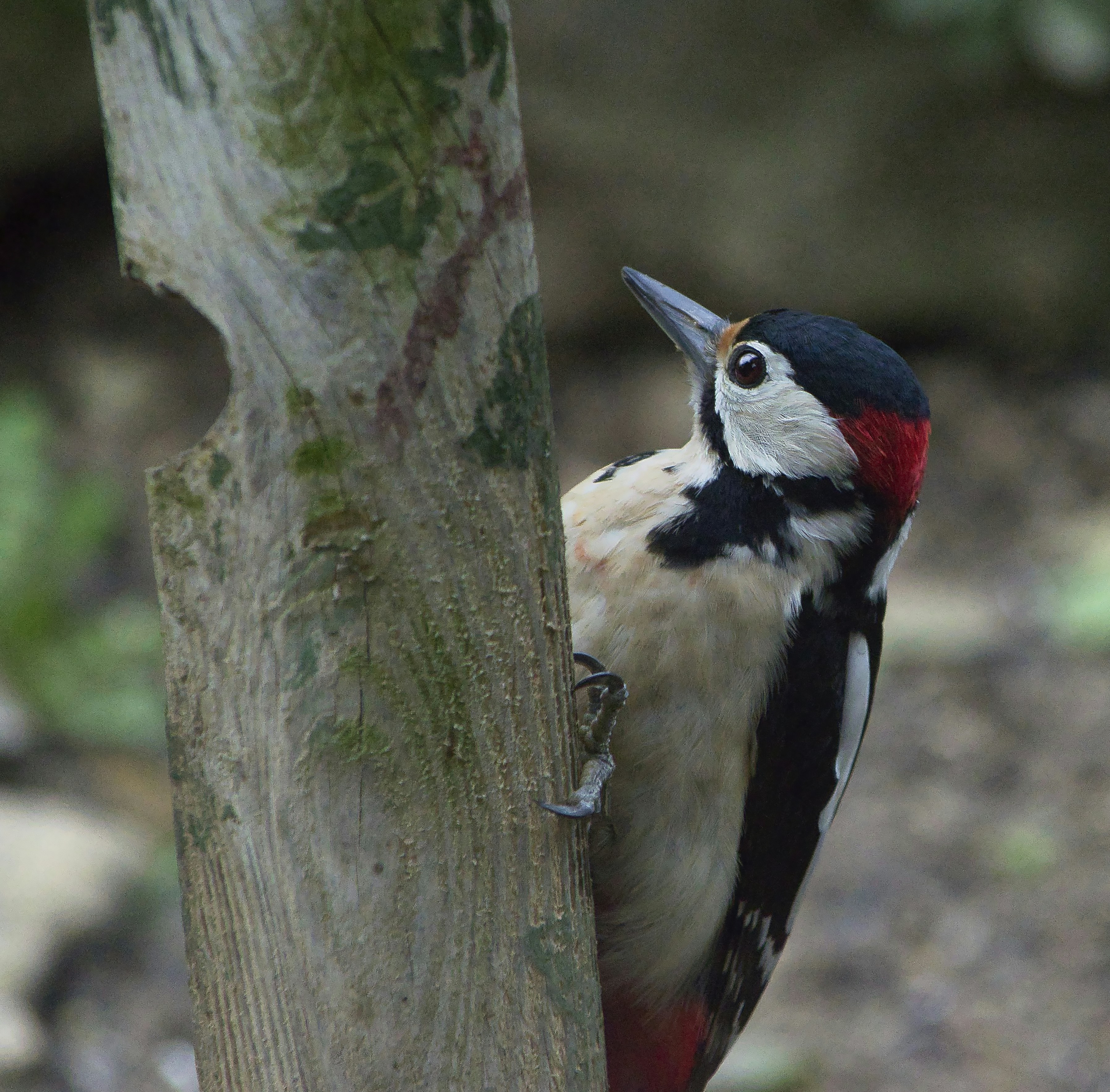 A great spotted woodpecker clings to a weathered tree trunk, its head turned upward, showcasing bold red, black, and white plumage against a muted forest backdrop.