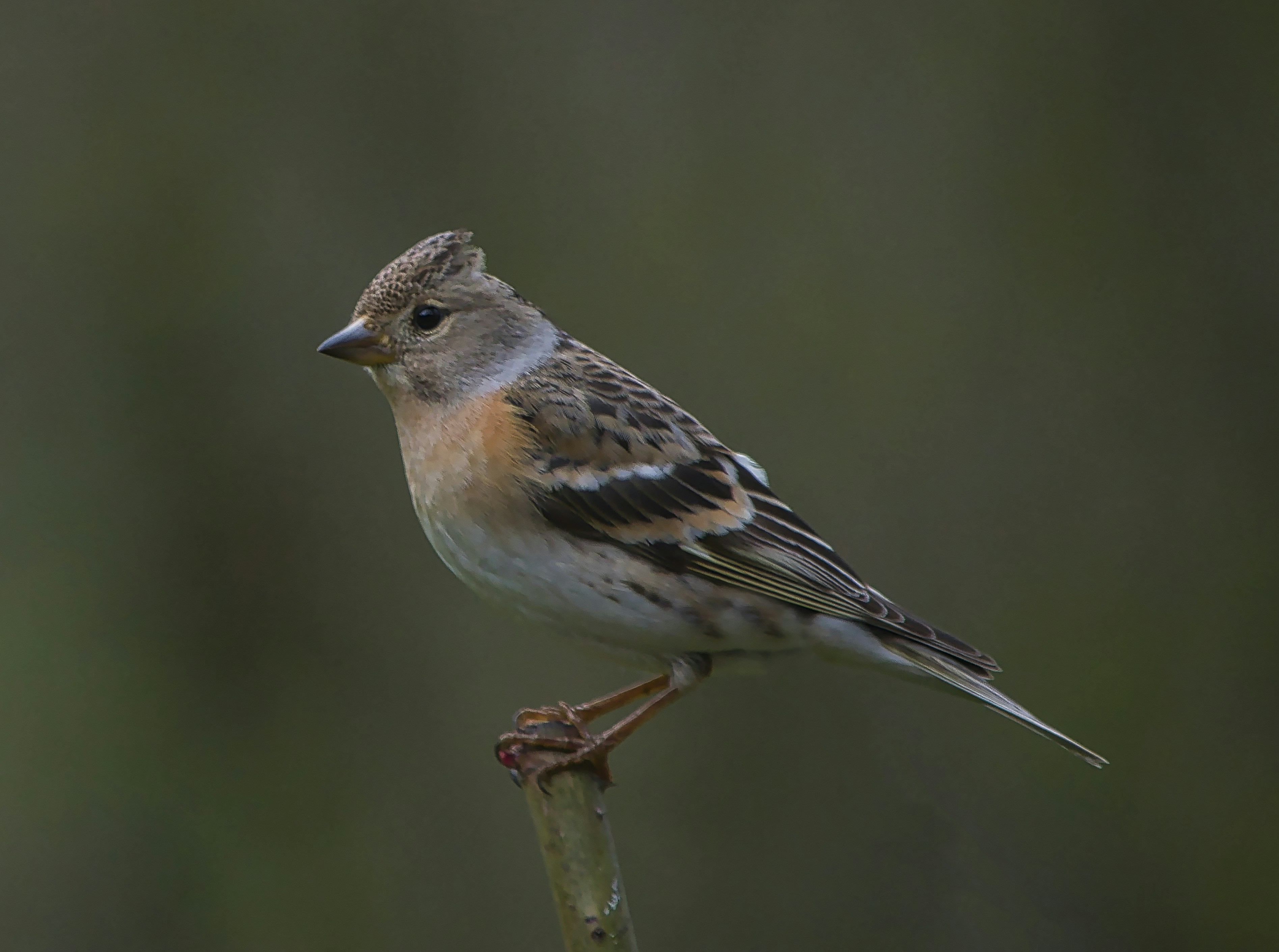 Perch and Poise: A Small Songbird on a Thorn