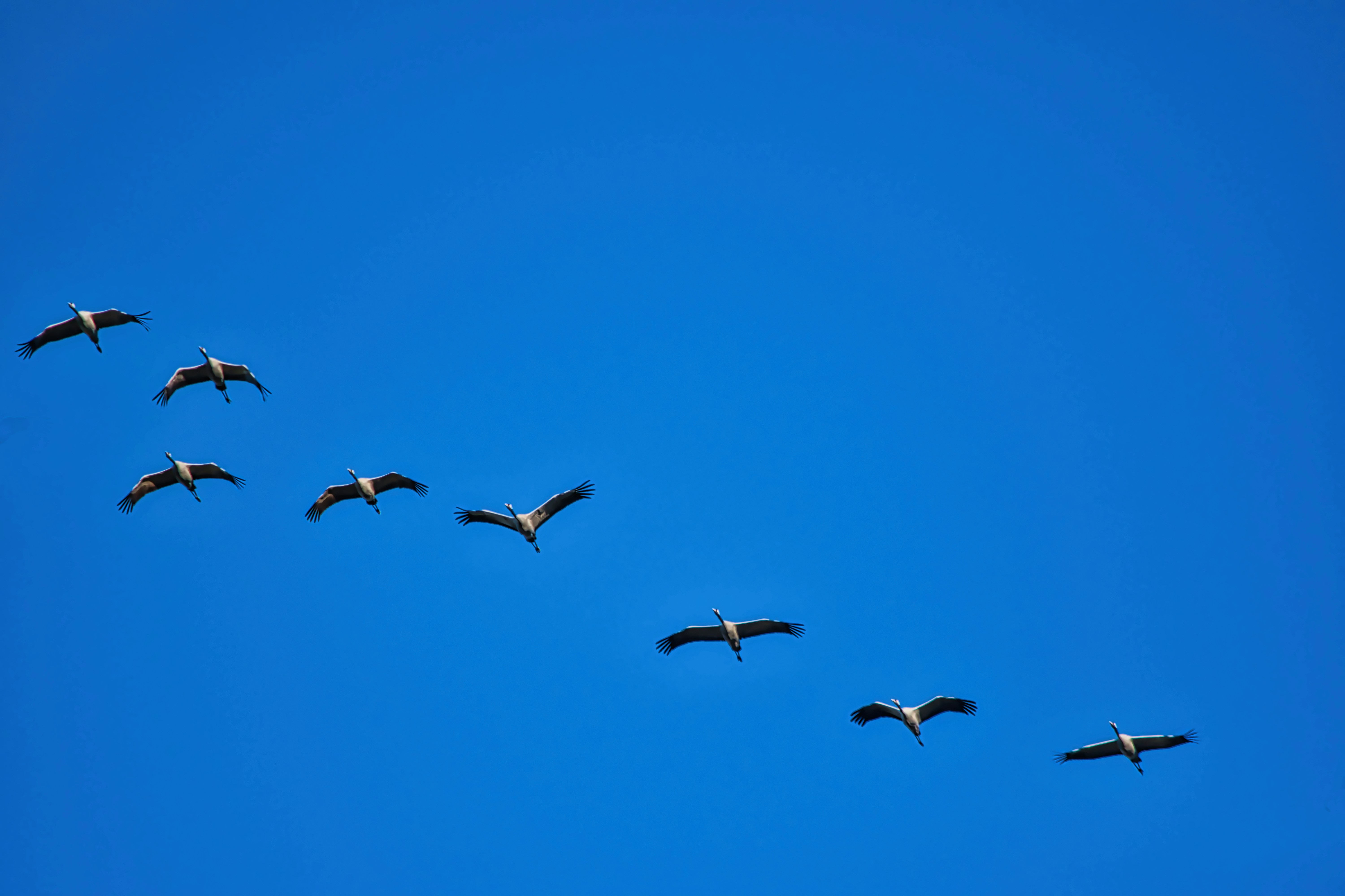 V-form Flight: A Vignette of Migratory Birds Across a Clear Sky