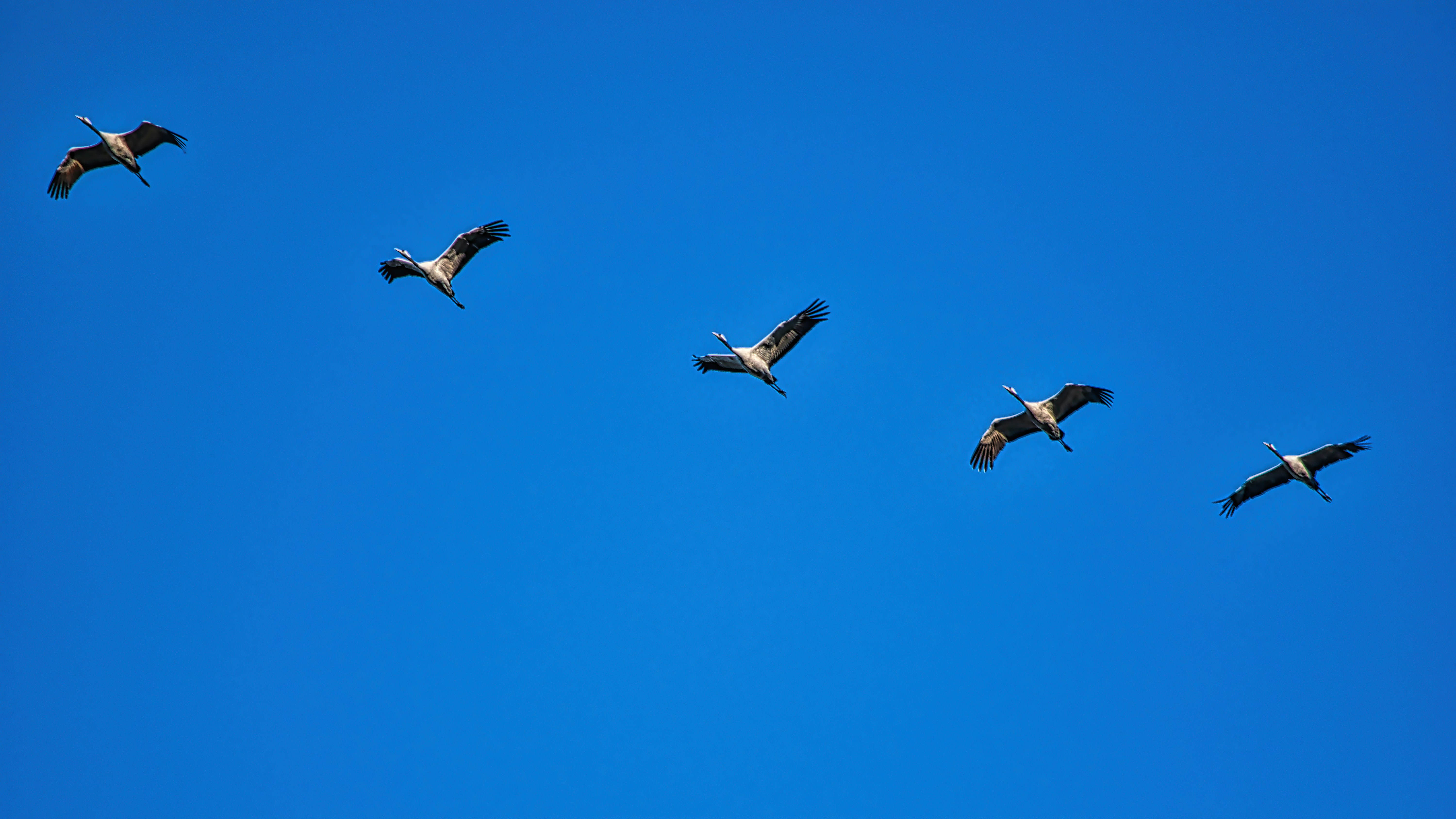 V-formation: Five seabirds tracing a slim arc under a cobalt sky