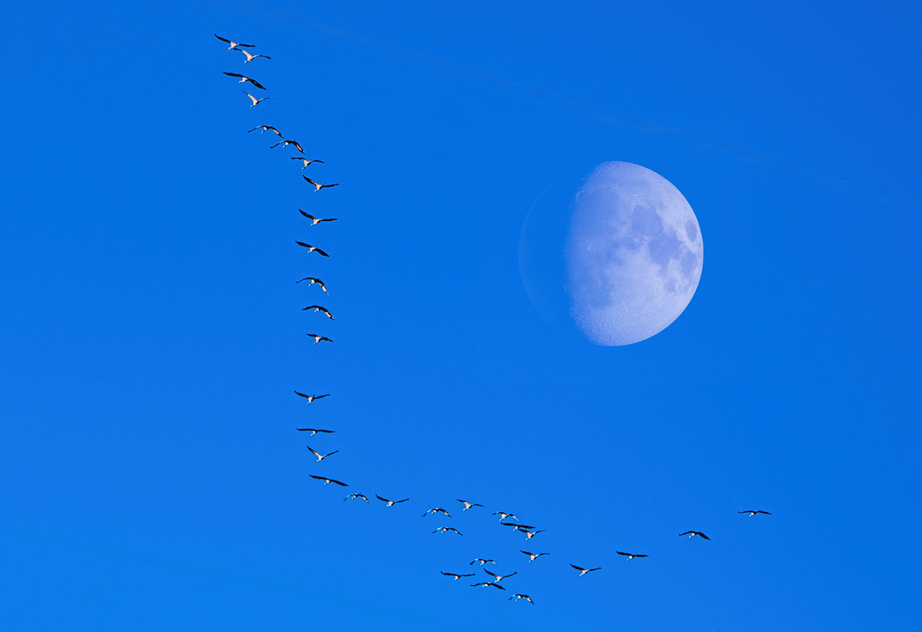 V-Formation Under a Crescent Moon
