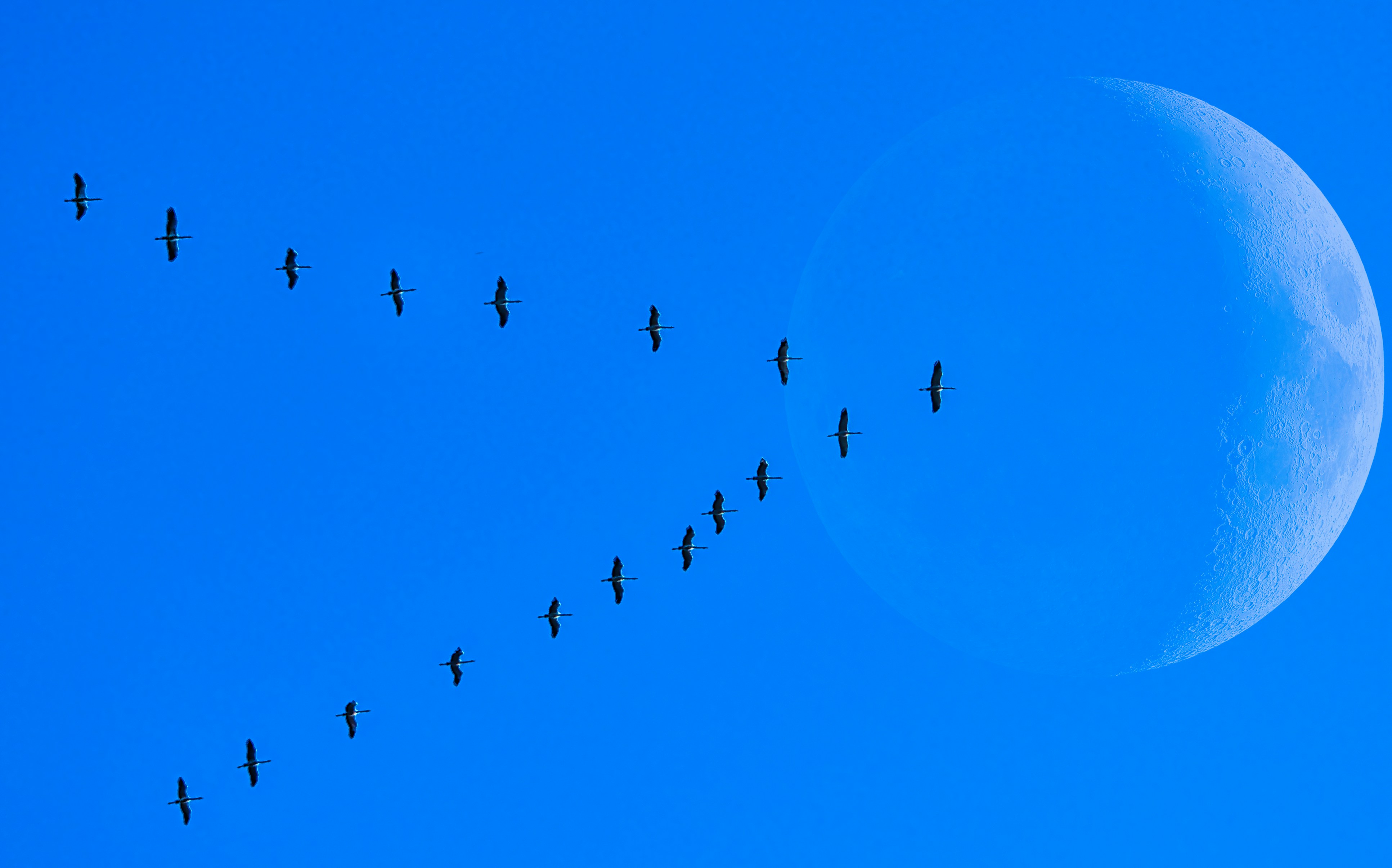 V-formation under a crescent moon: birds crossing a cobalt sky