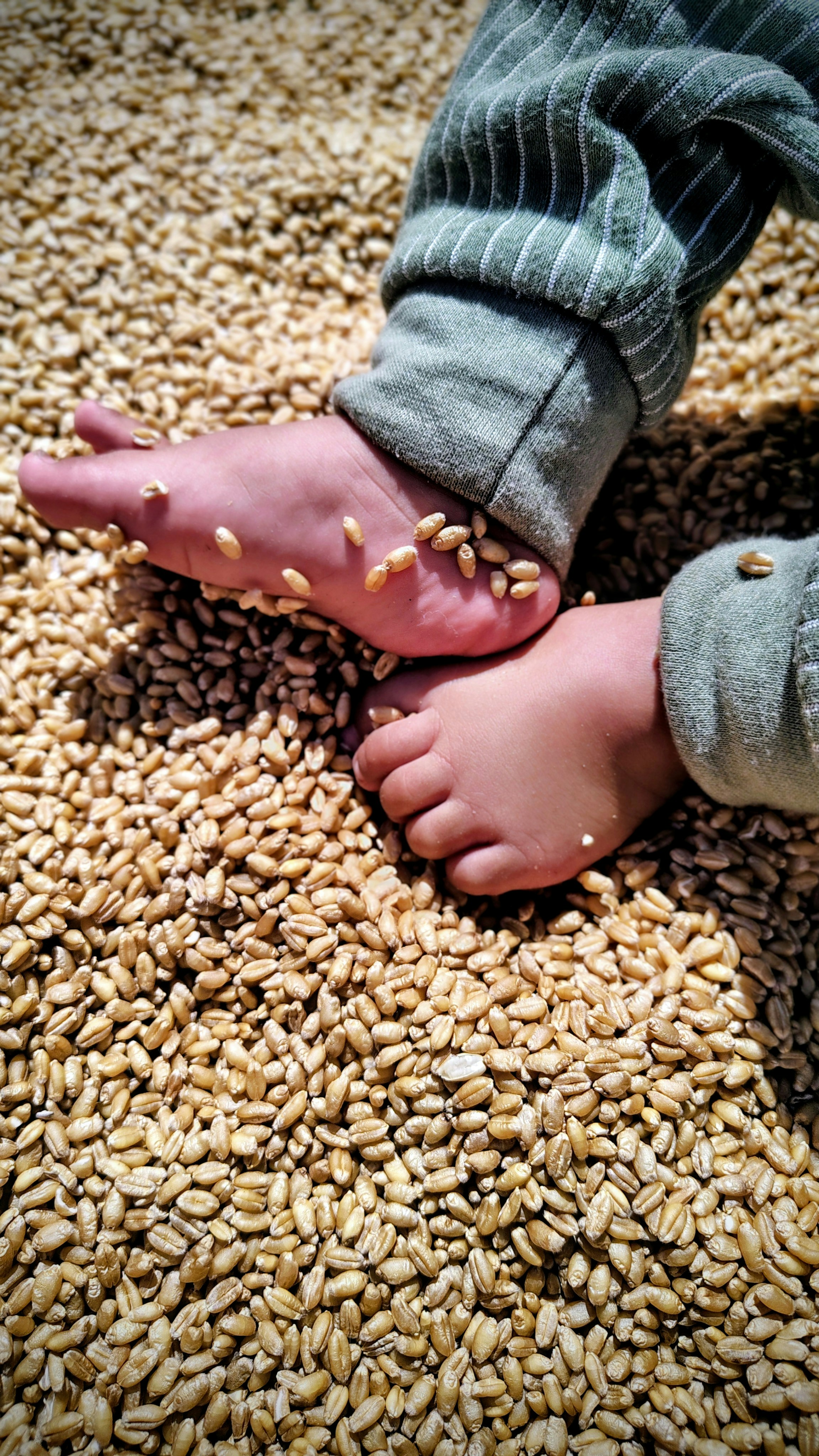 Tiny Feet, Big Grains: A Pea-Pod Moment in the Harvest