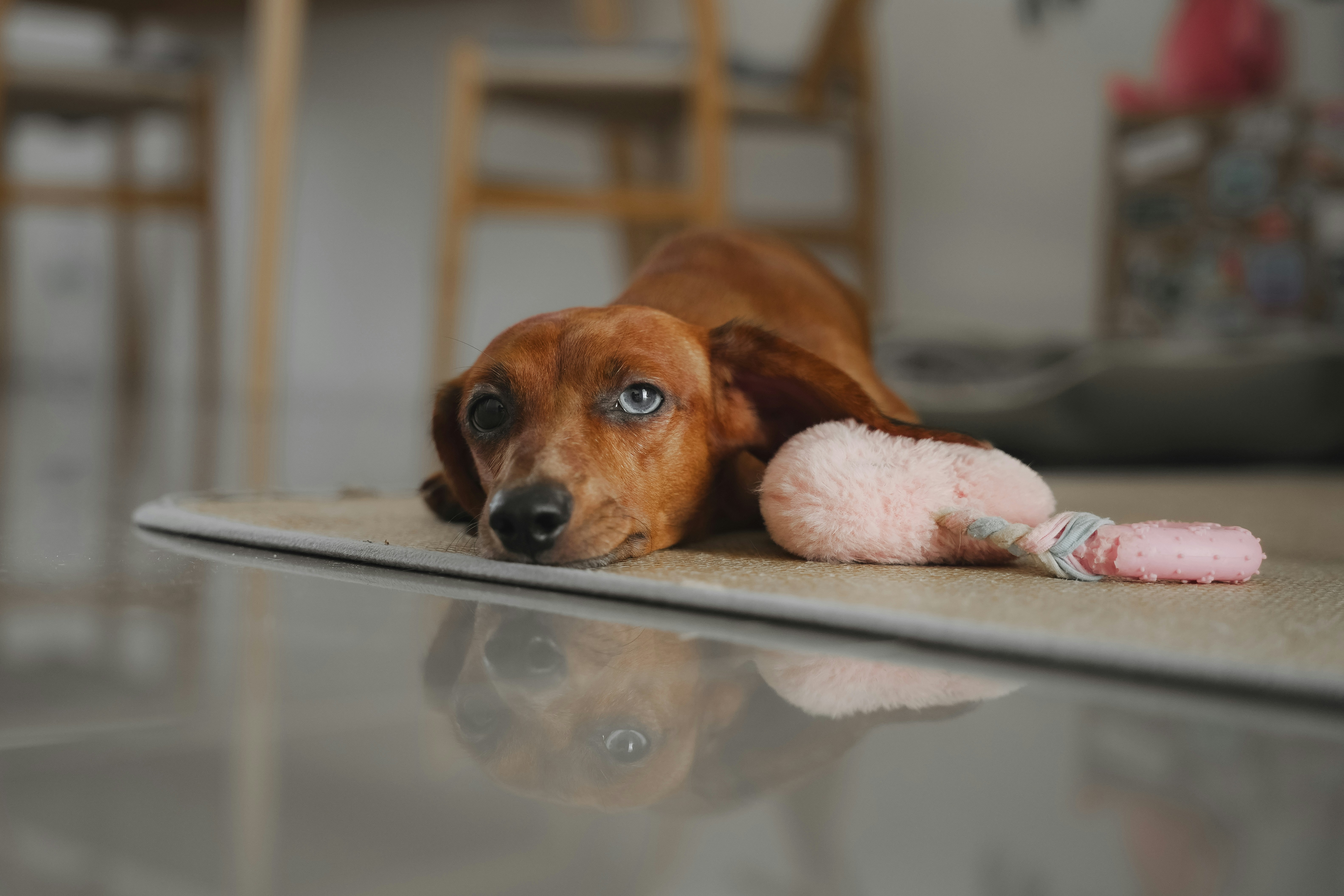 Loafing on Cardboard: A Drowsy Dachshund and a Plush Toy