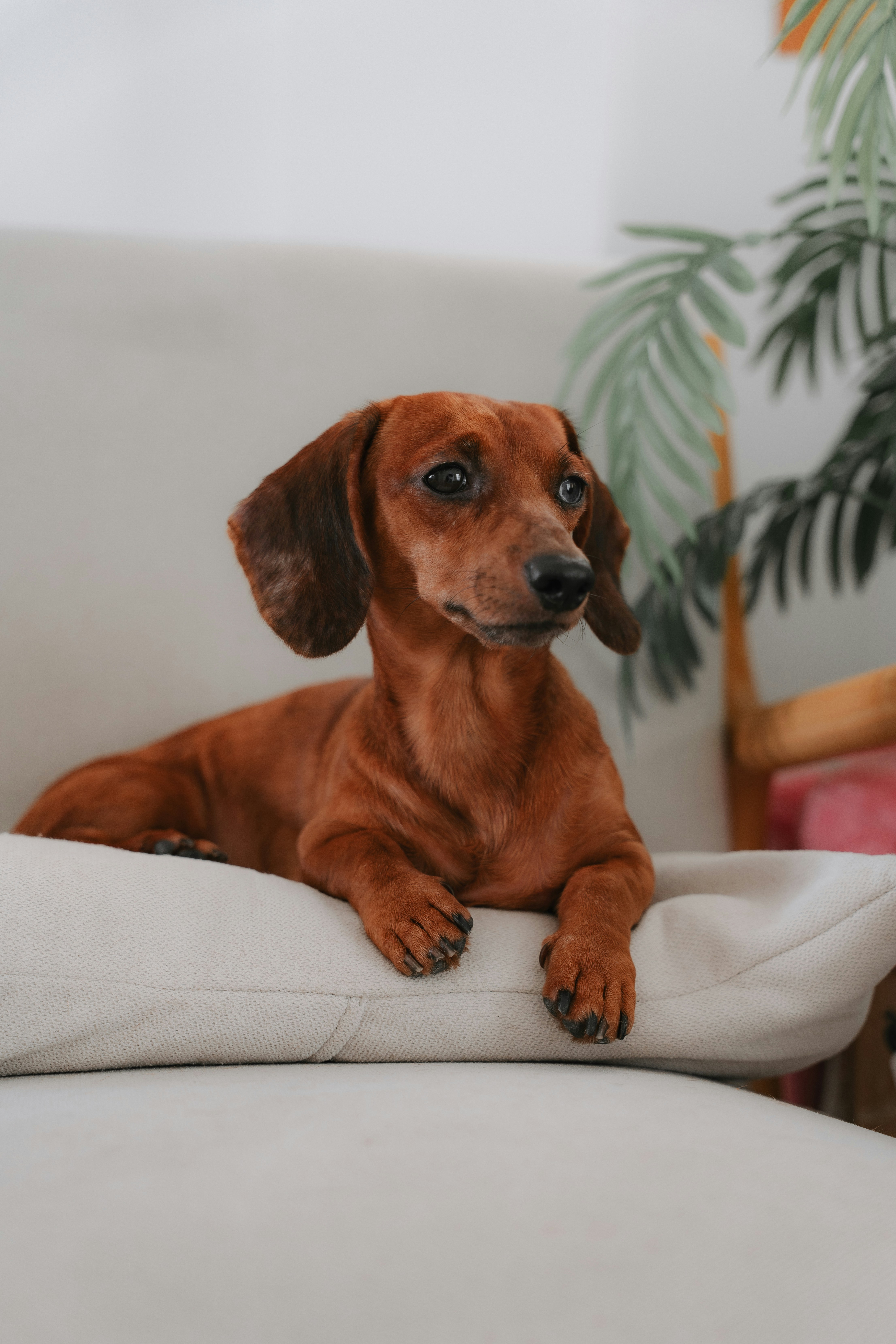 Curled Up Confidence: A Dachshund Stares Down the Camera from a Calm Living Room
