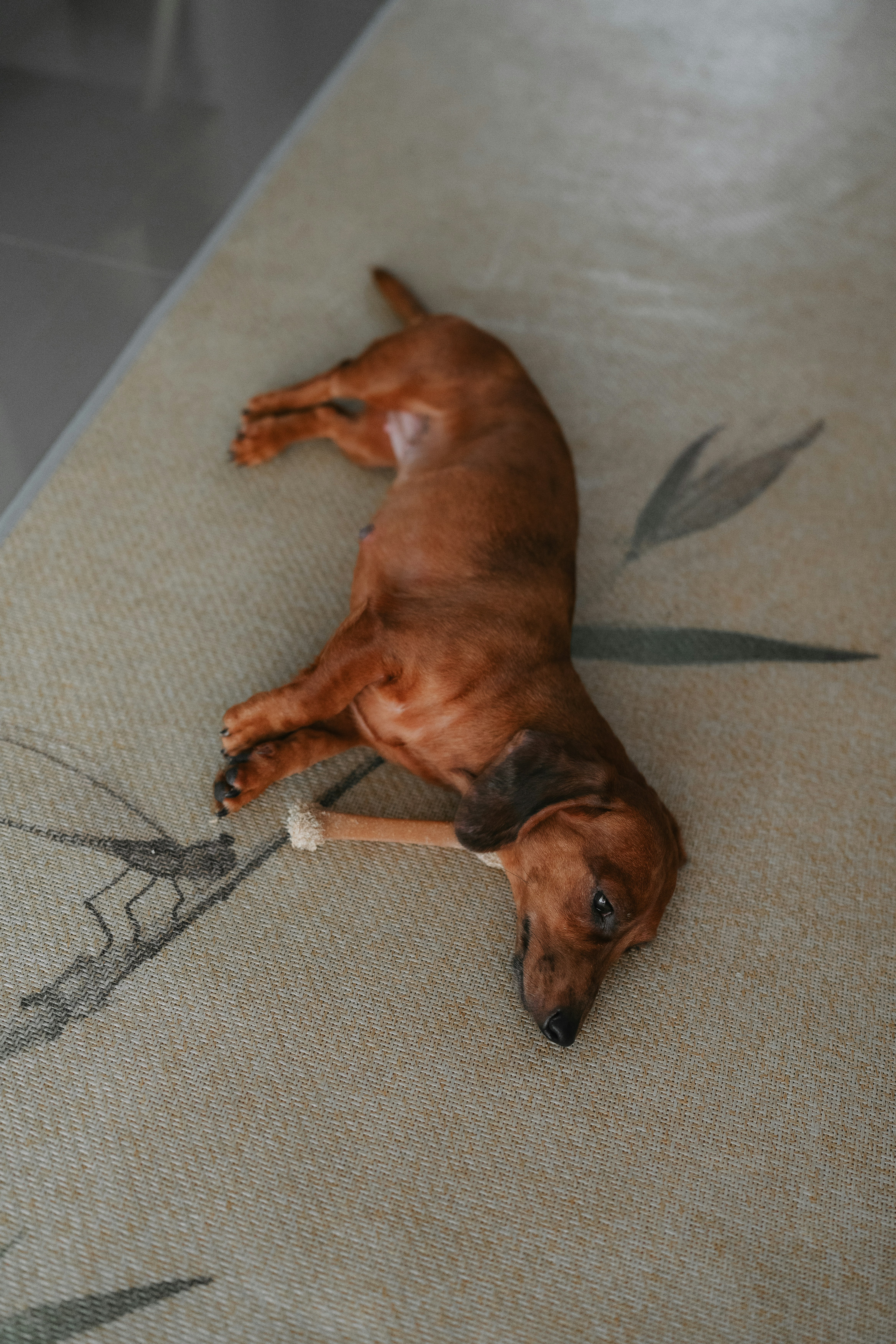 Sunlit dachshund on a patterned rug with a toy bone