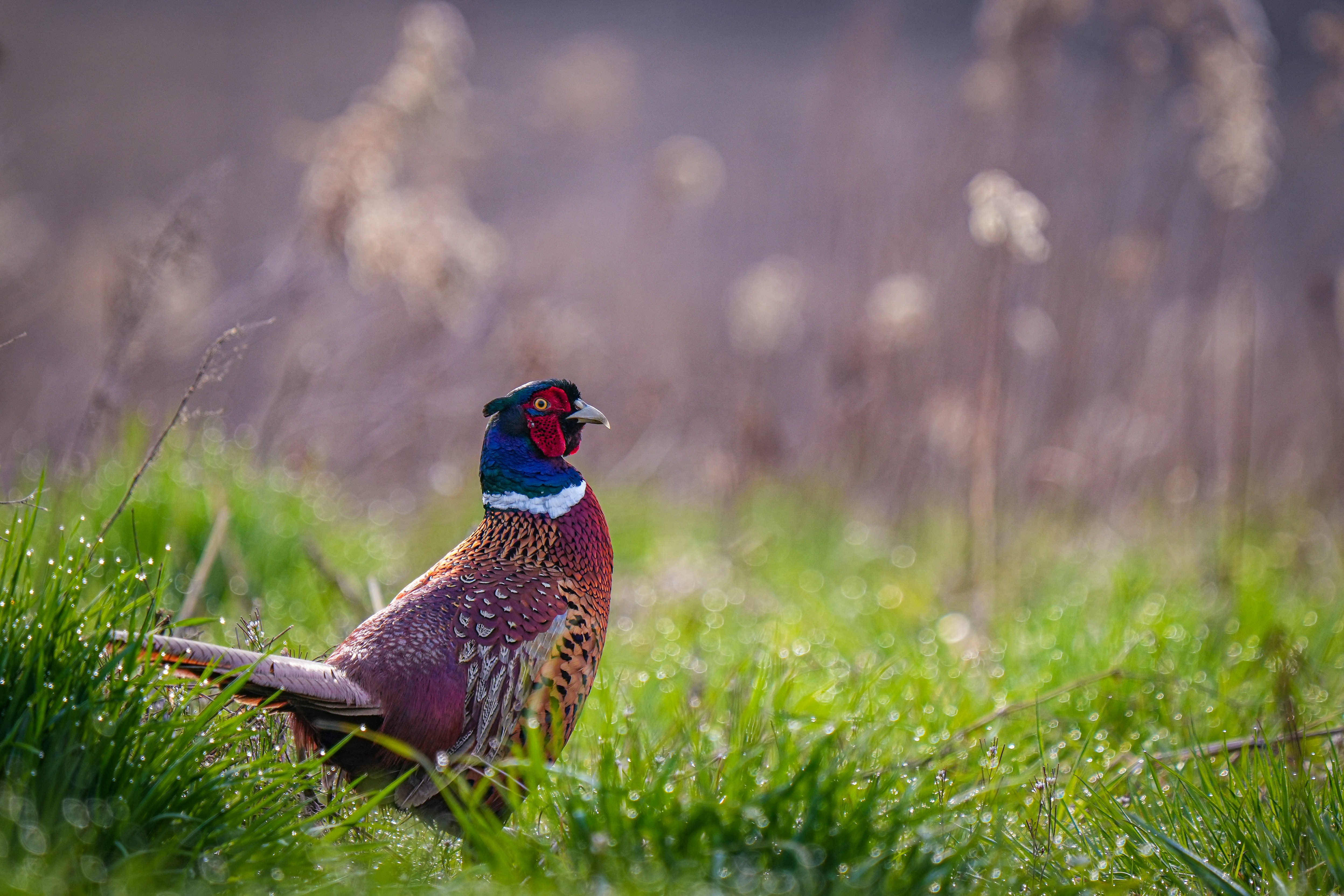 High-Contrast Regent in a Dew-kissed Meadow