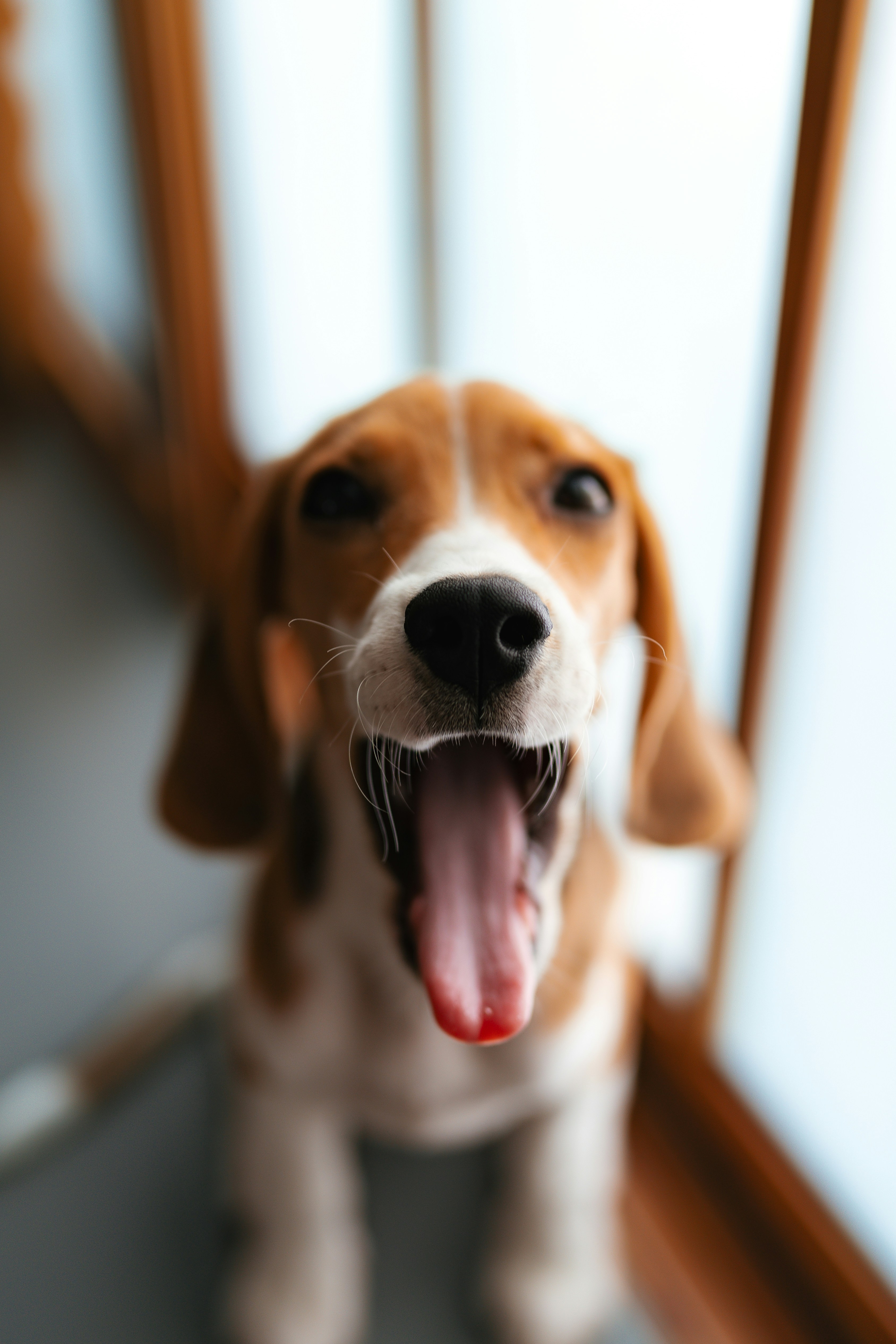 Beaming Beagle: A Mouth-Open Moment at the Doorway