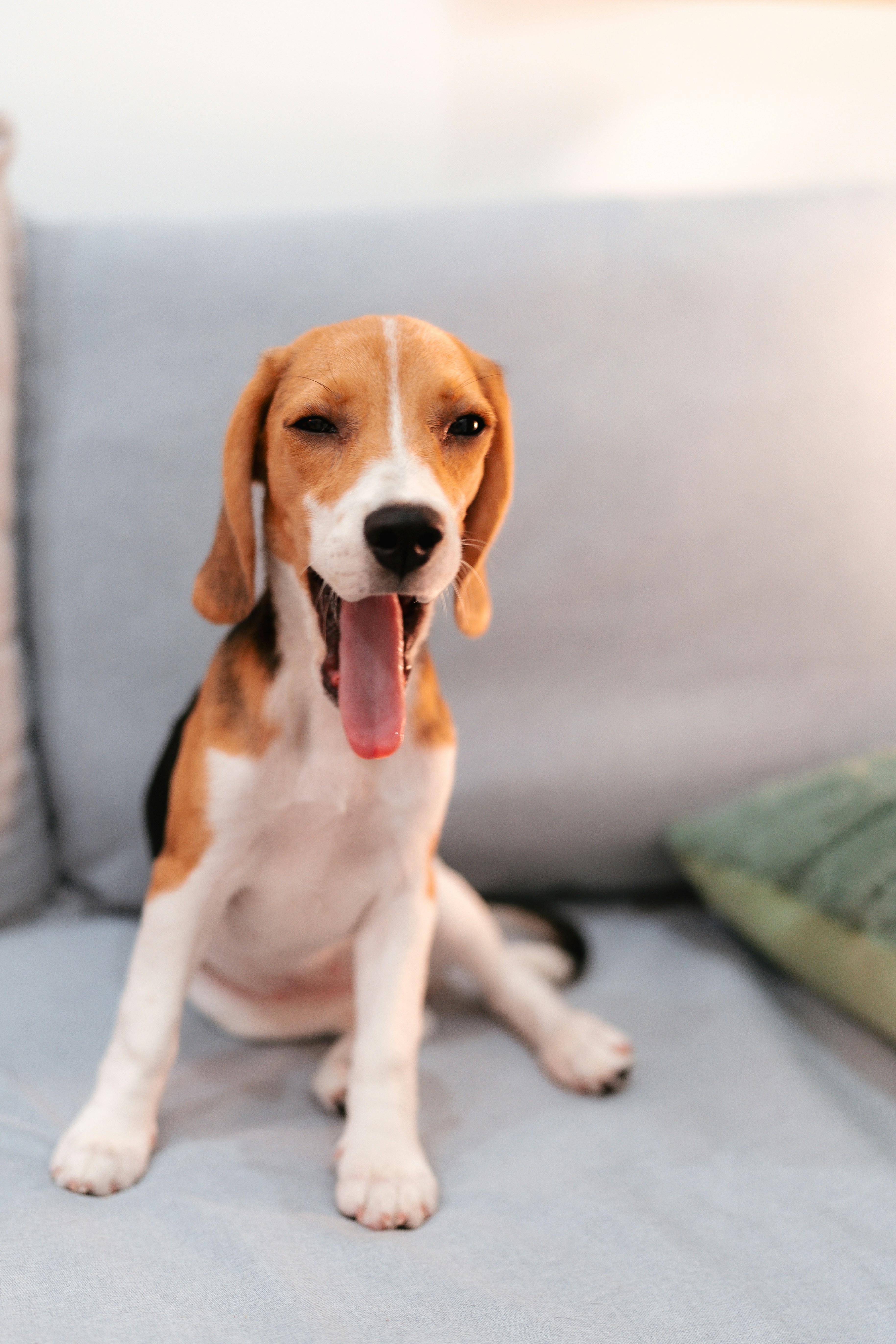 Beagle on a Sunny Couch: Tongue-Lolling Portrait