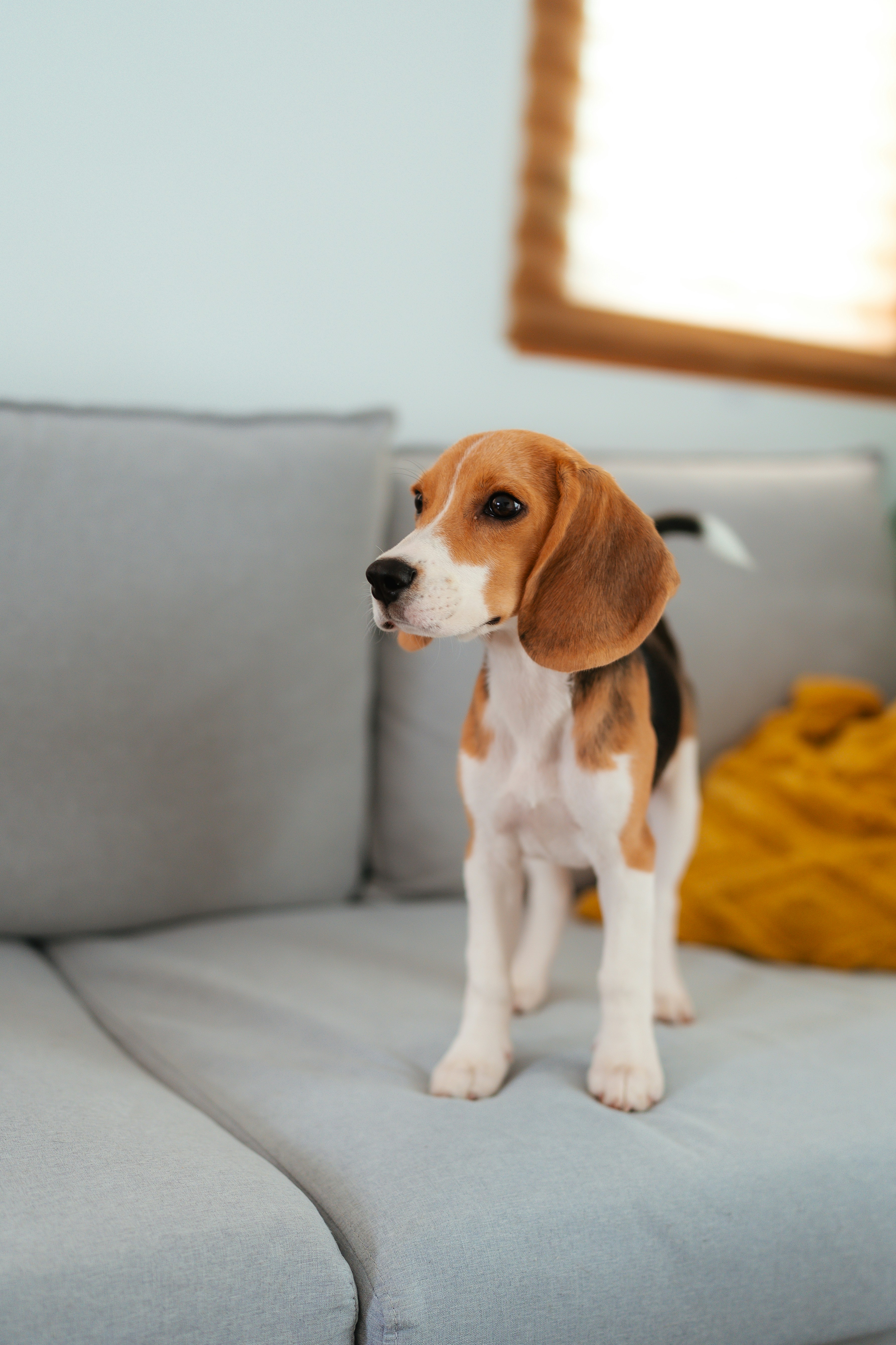 Curious Beagle on a Cozy Sofa