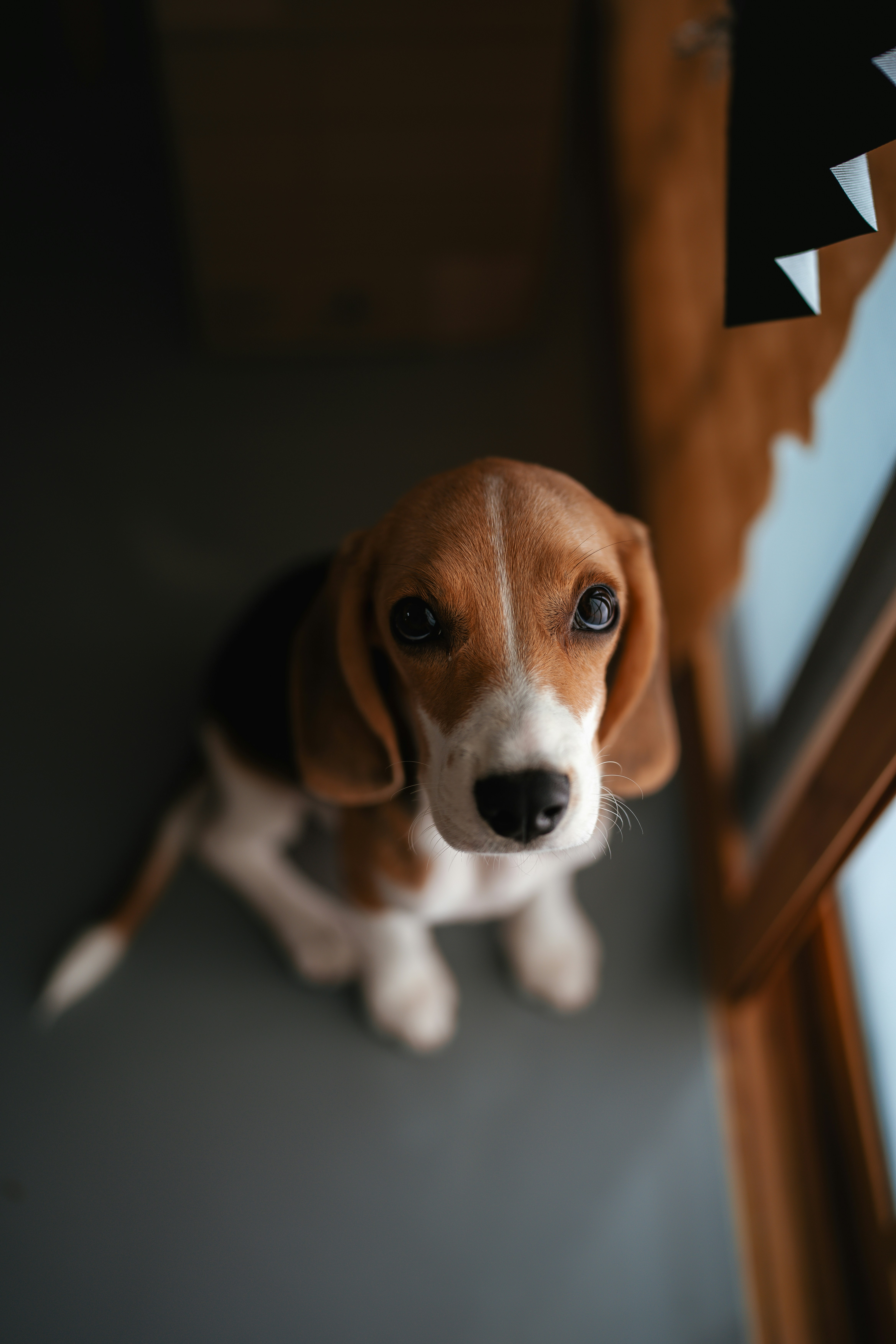 Direct gaze: a beagle's inquisitive moment at the doorway