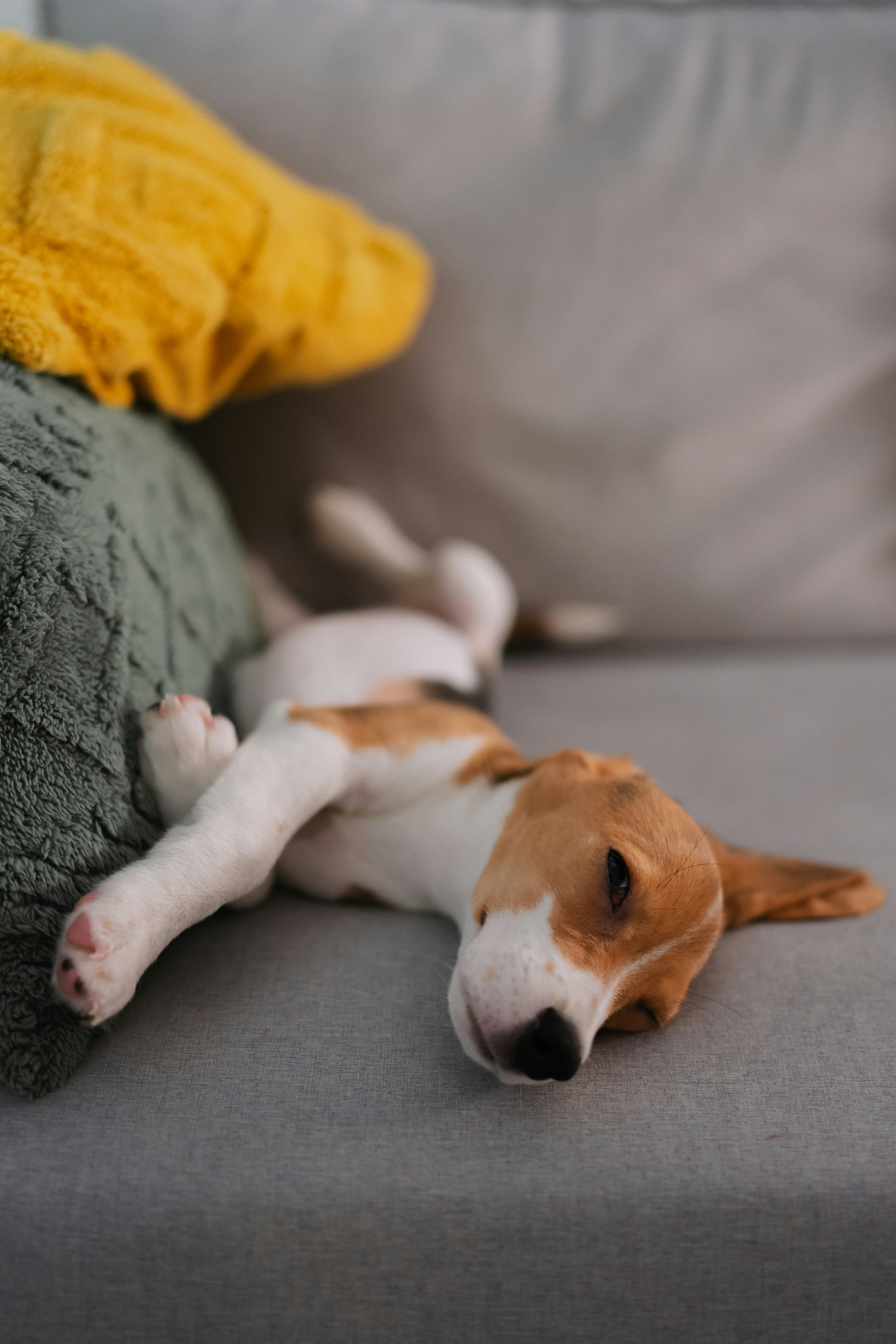 Cozynap: A Calm Beagle Leaning into Soft Cushions