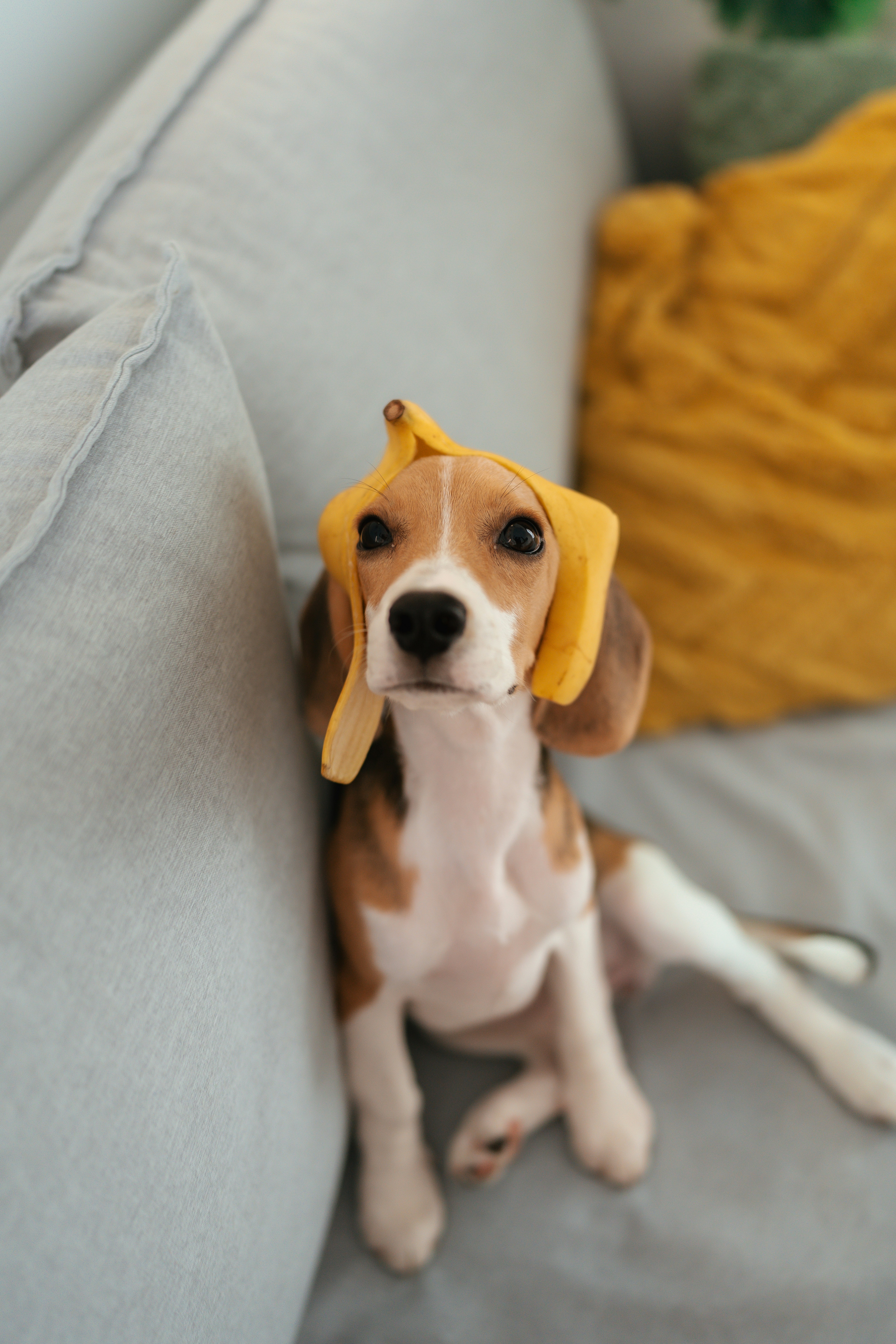 Beagle on a Cozy Sofa: A Gentle Pup with a Banana Helmet