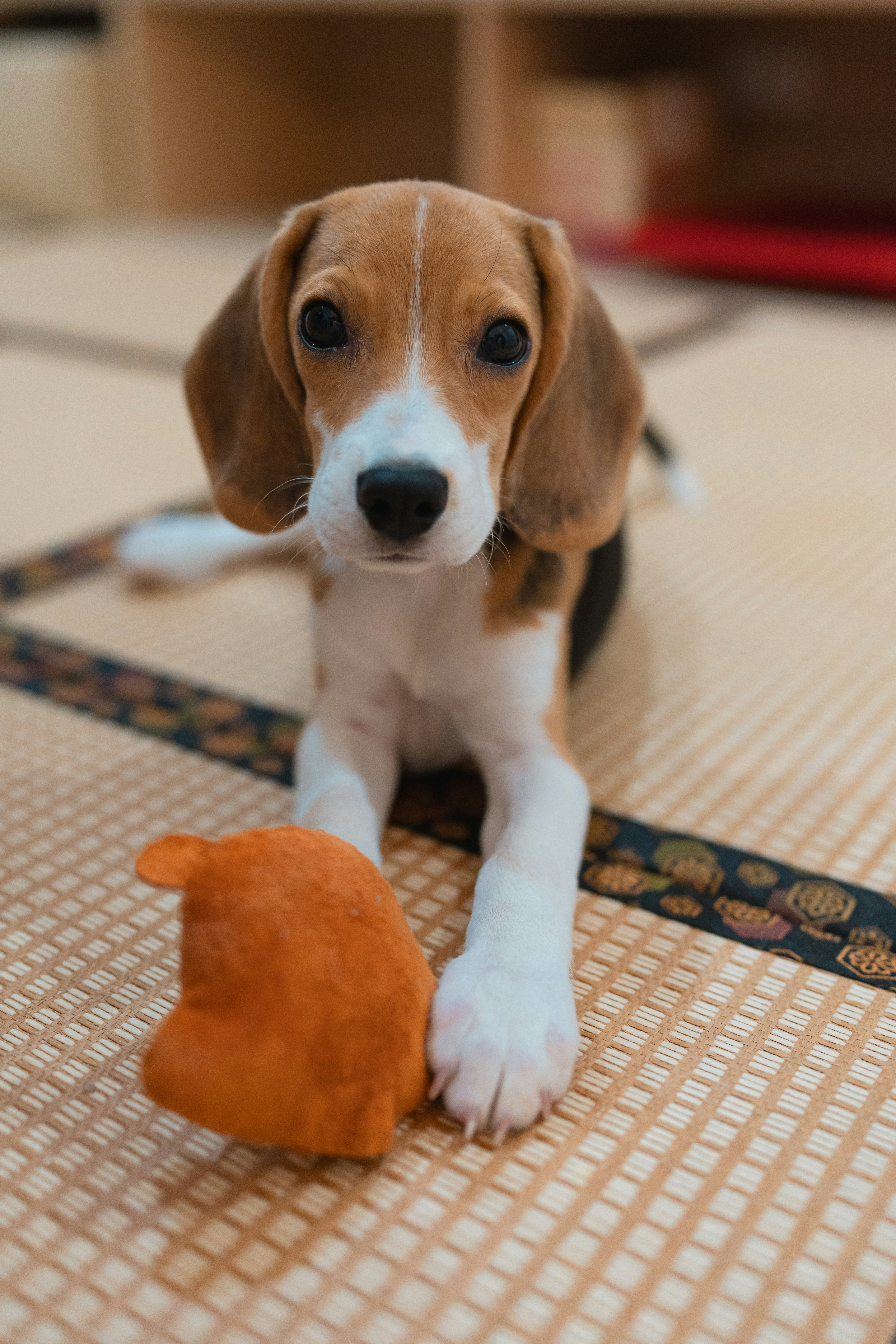 Curious Beagle Guarding a Plush Prize