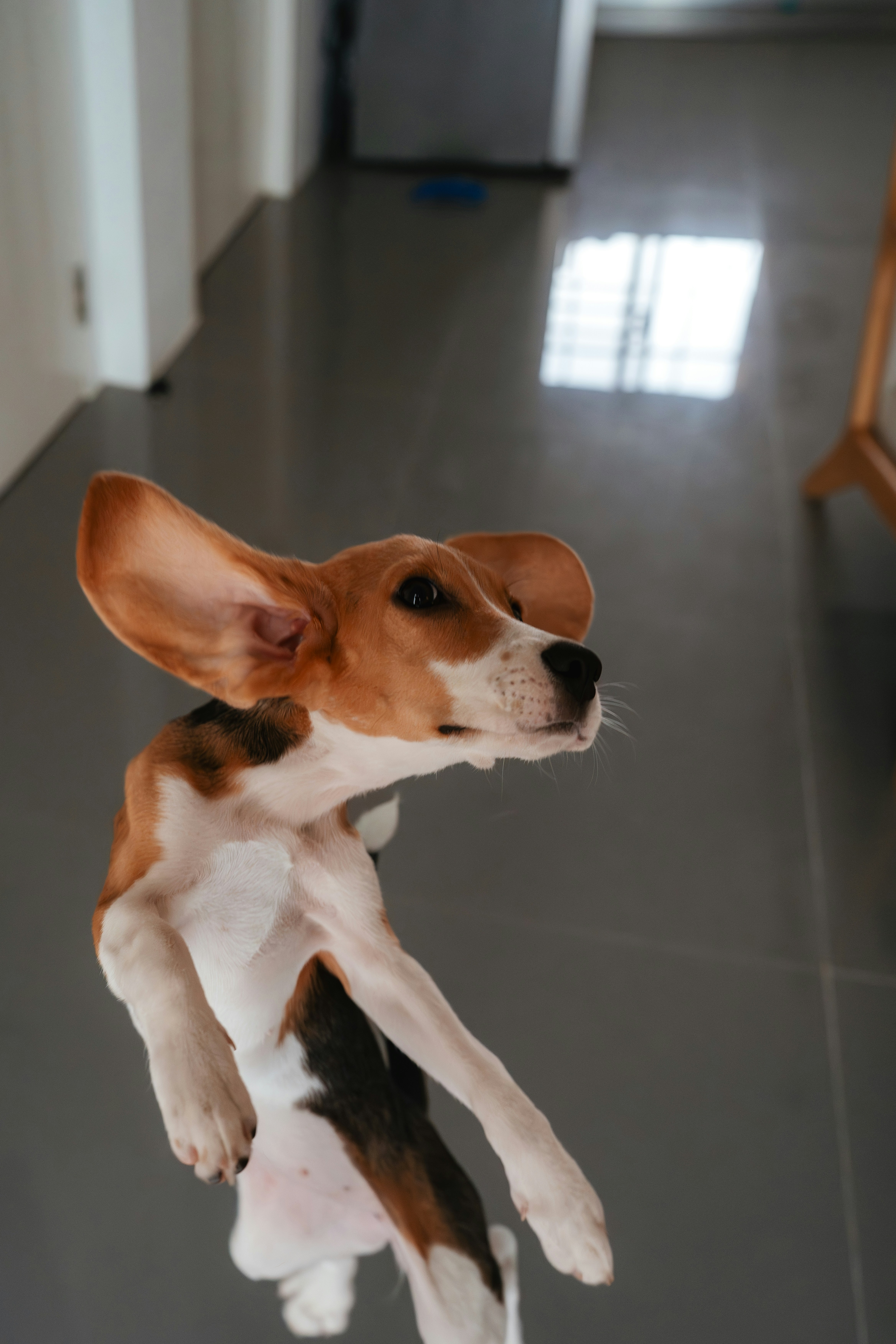 Luna the Beagle Surprised by a Floating Toy in a Modern Hallway