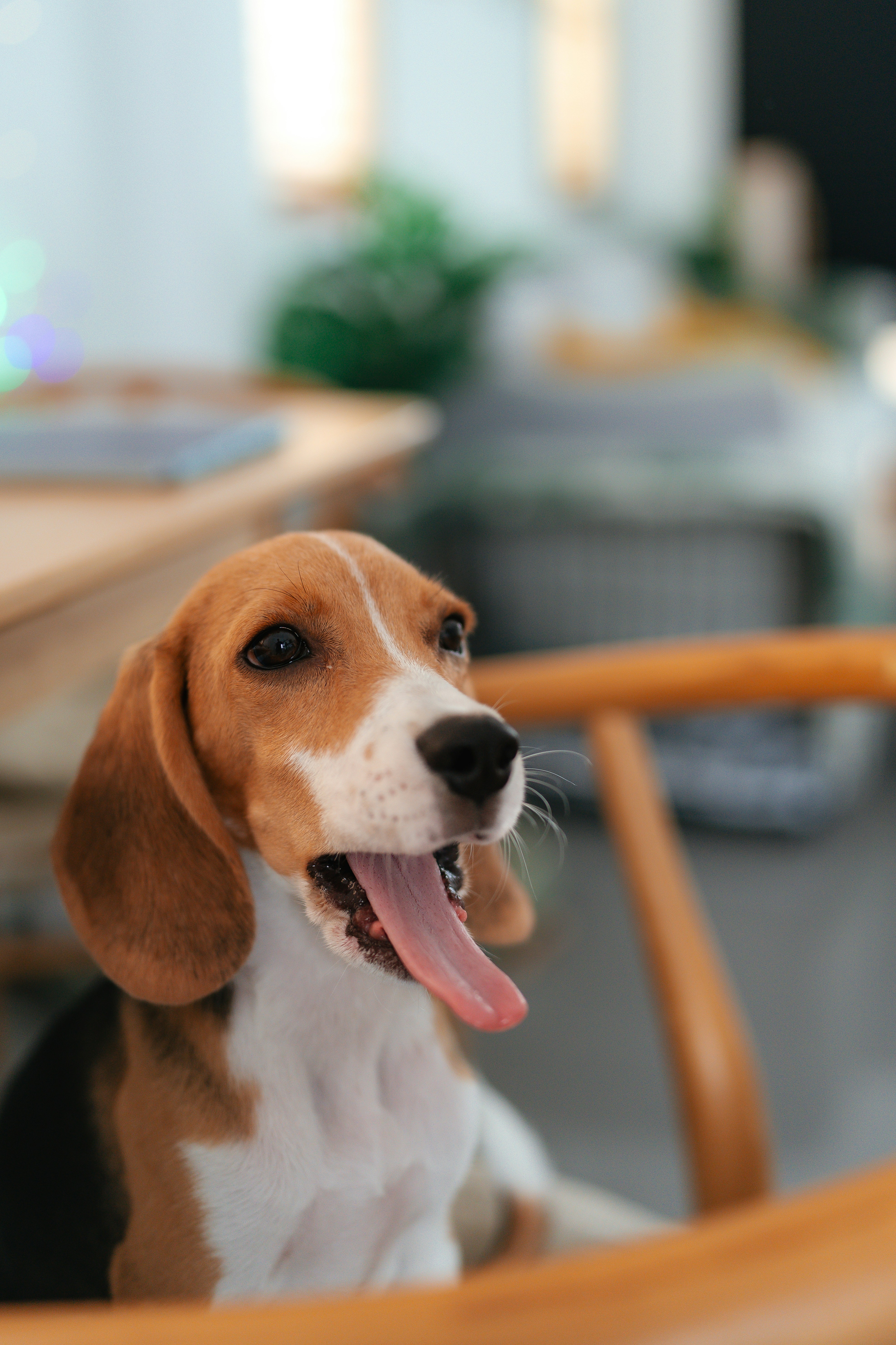 Beaming Beagle: Tongue-Lolling Moment in a Cozy Kitchen