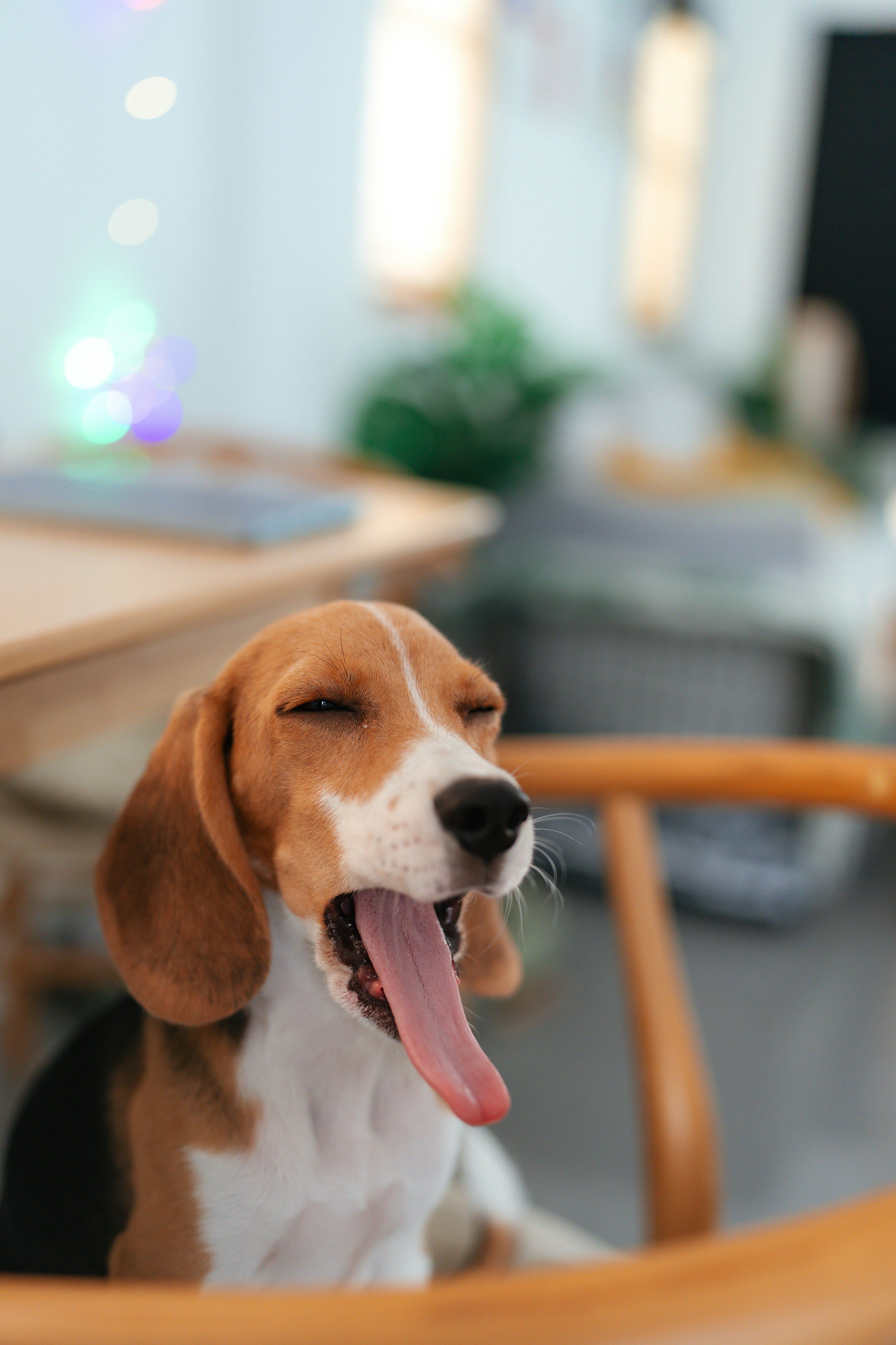 Tongue-Lolling Beagle at Home: A Cozy Moment with Soft Focus
