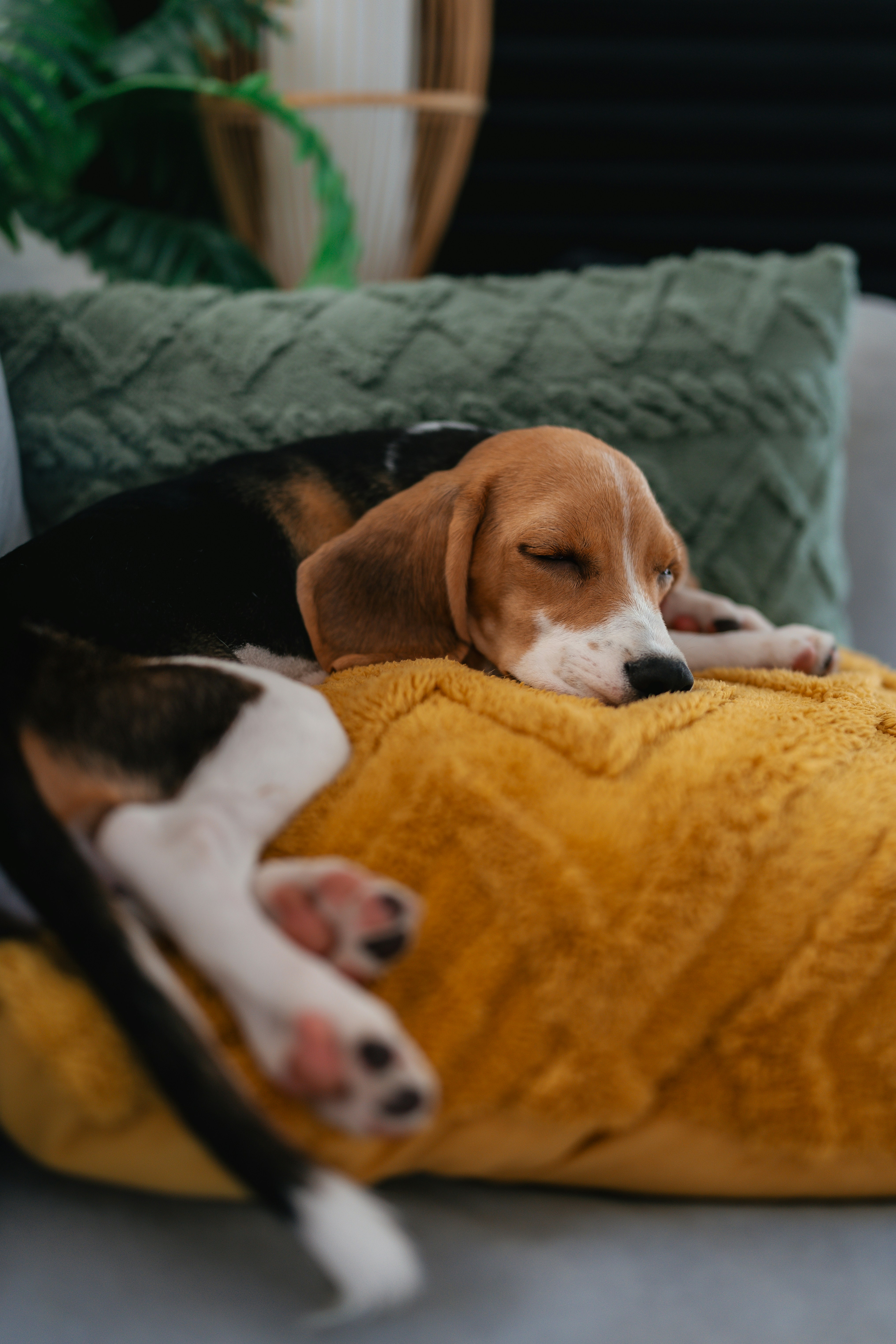 Cozy Beagle in a Sunset Orange Comfort