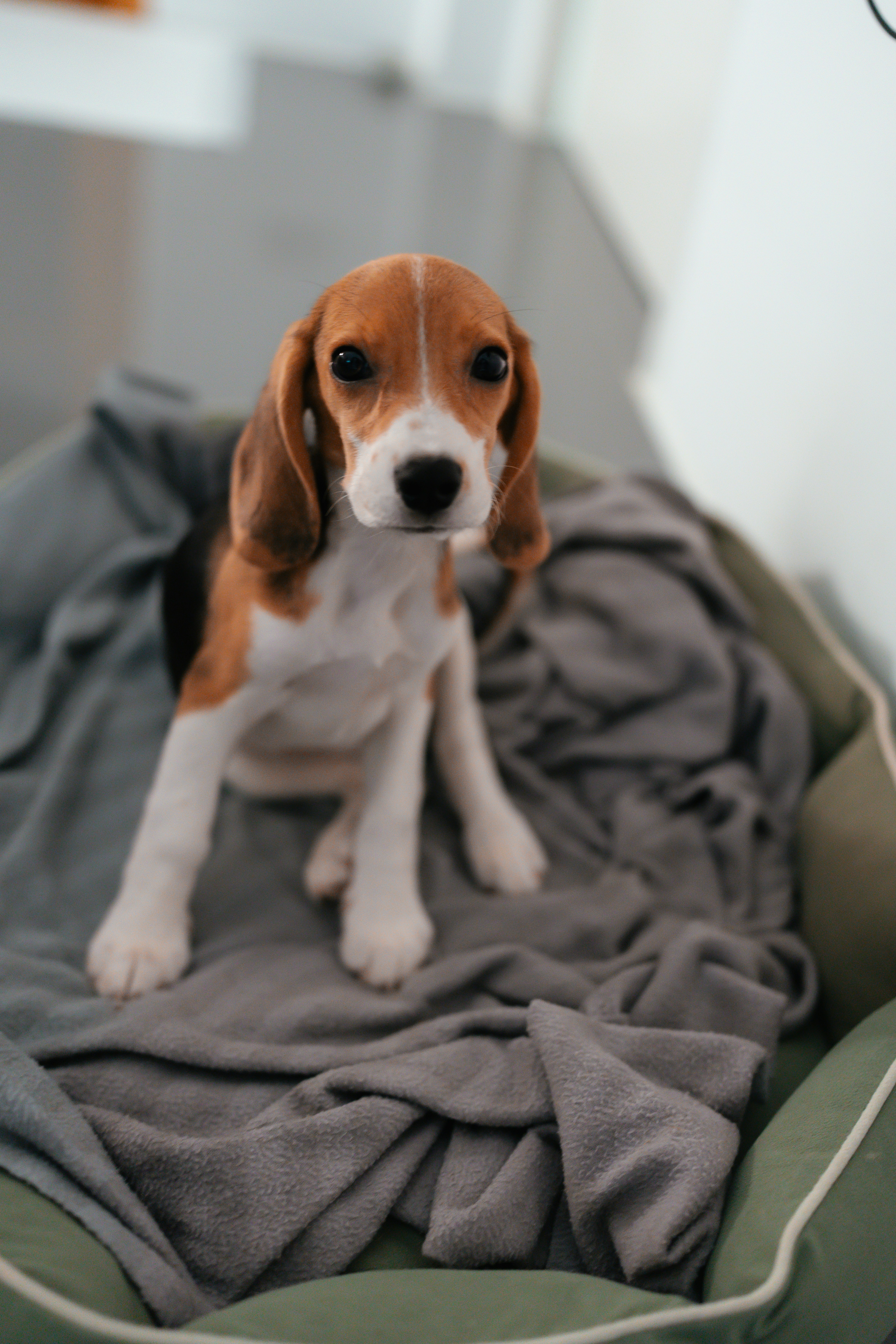 Curious Beagle Pup On a Cozy Blanket
