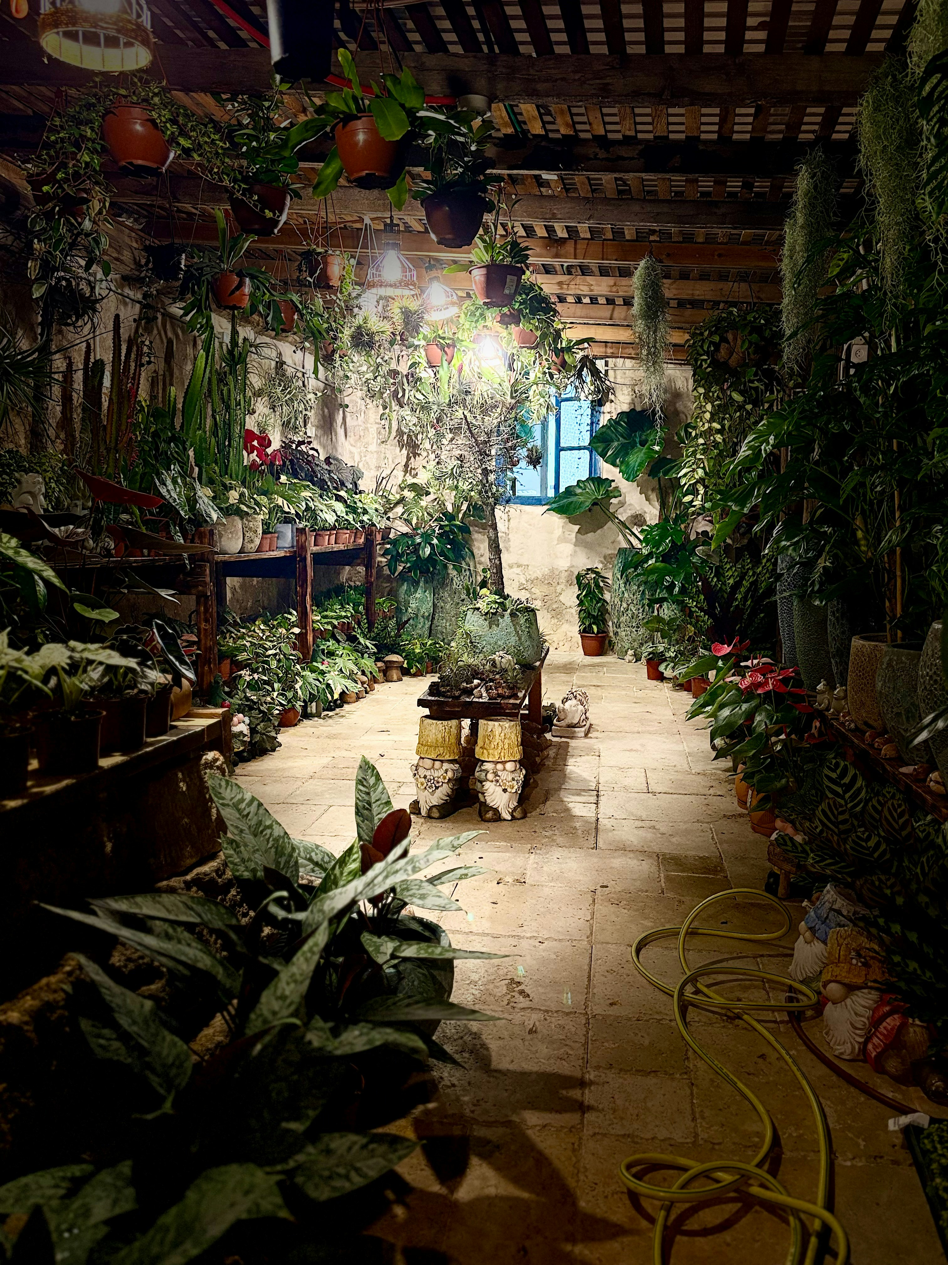 Indoor greenhouse corridor bathed in warm light, a garden sanctuary lined with hanging pots and lush foliage