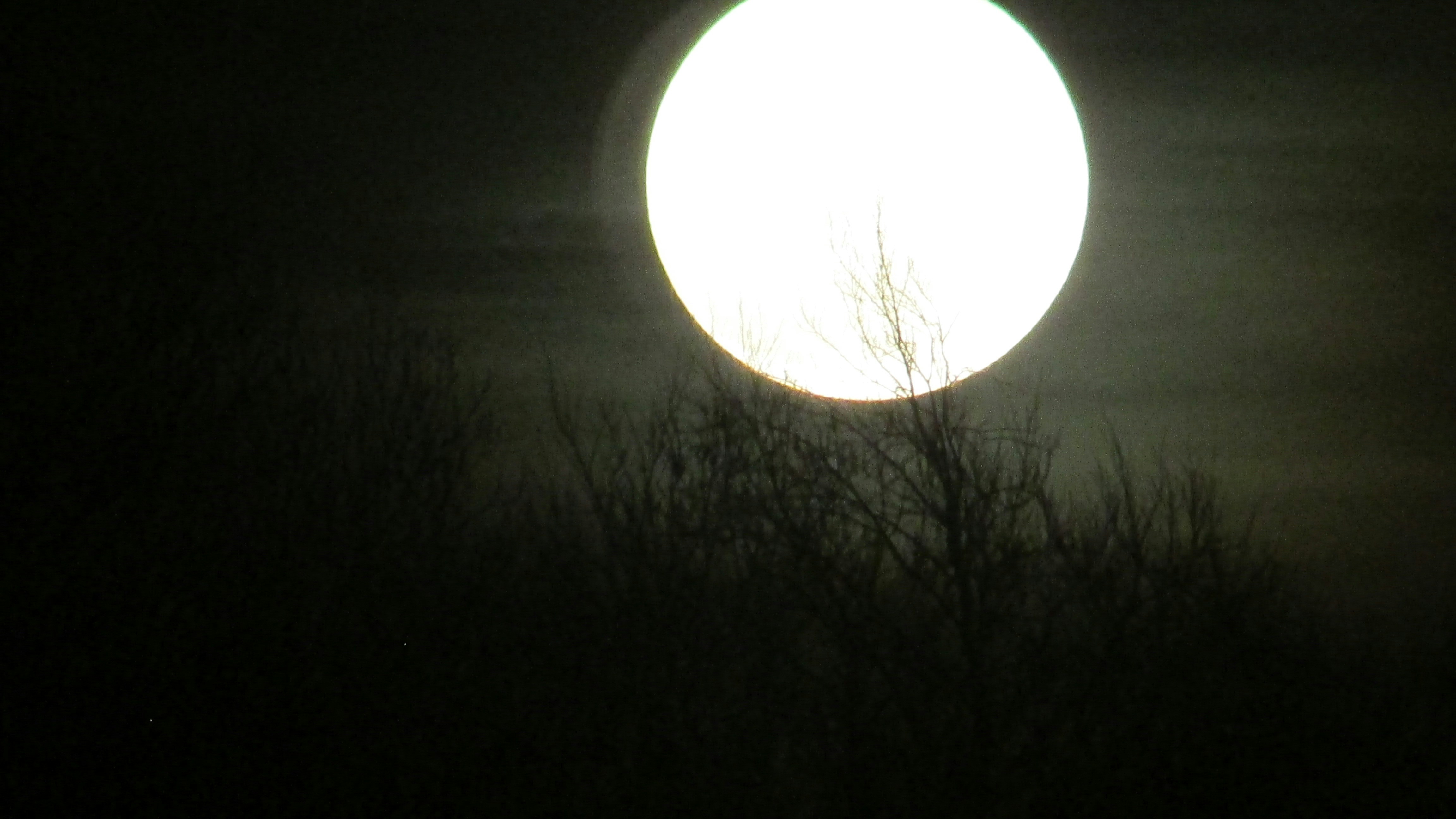 Moonlit silhouette: bare trees frame a luminous orb