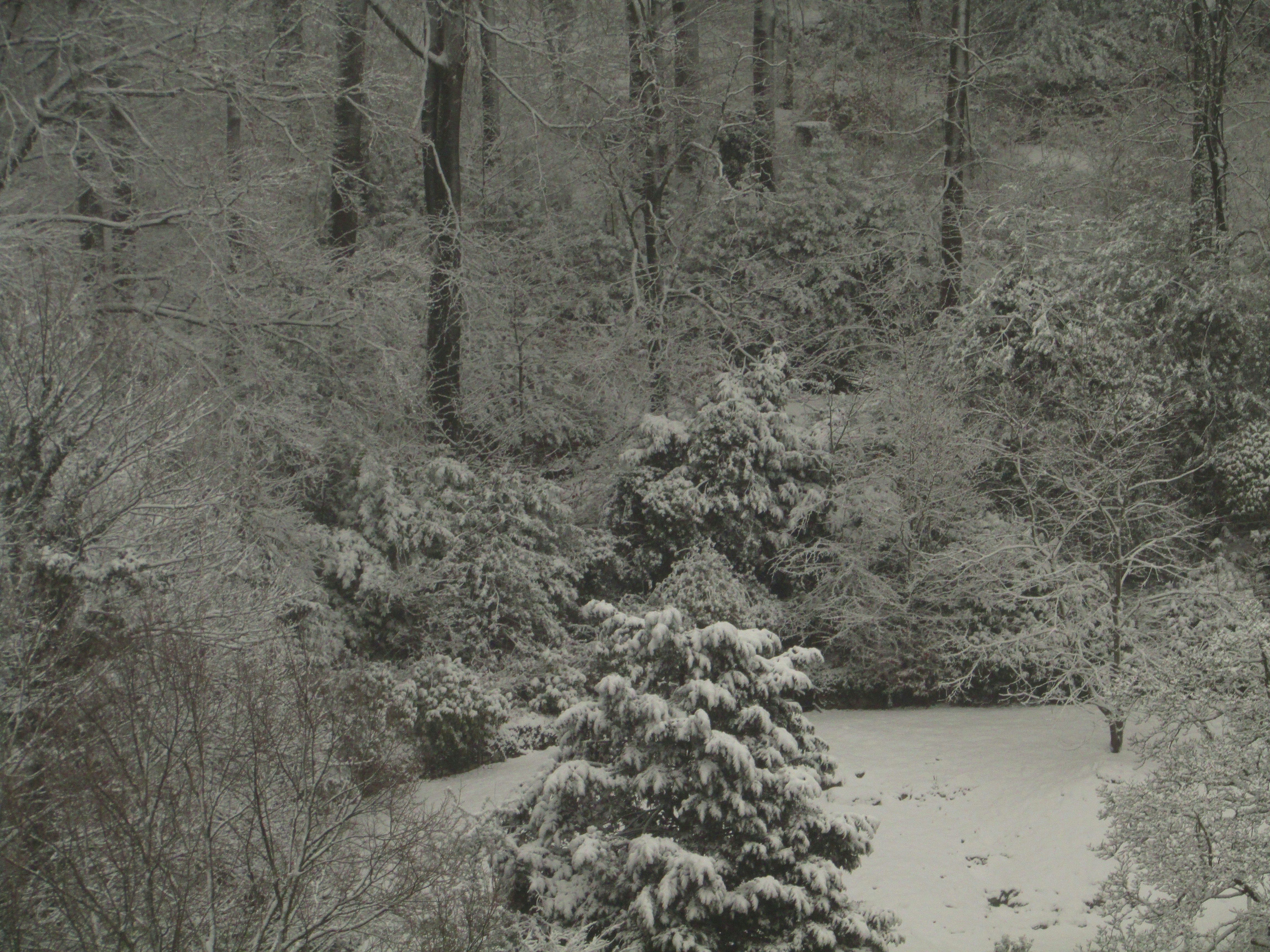 Silent Snowframe: A Frosted Clearing Through Pine and Shrub