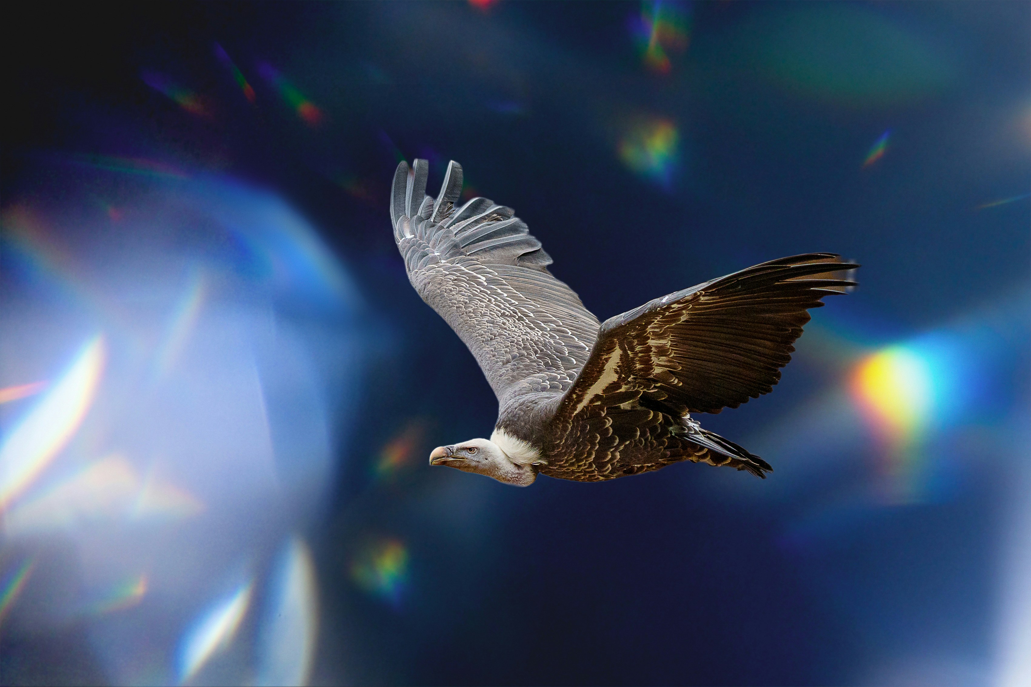 A lone raptor in chromatic flight through a prism-drenched backdrop