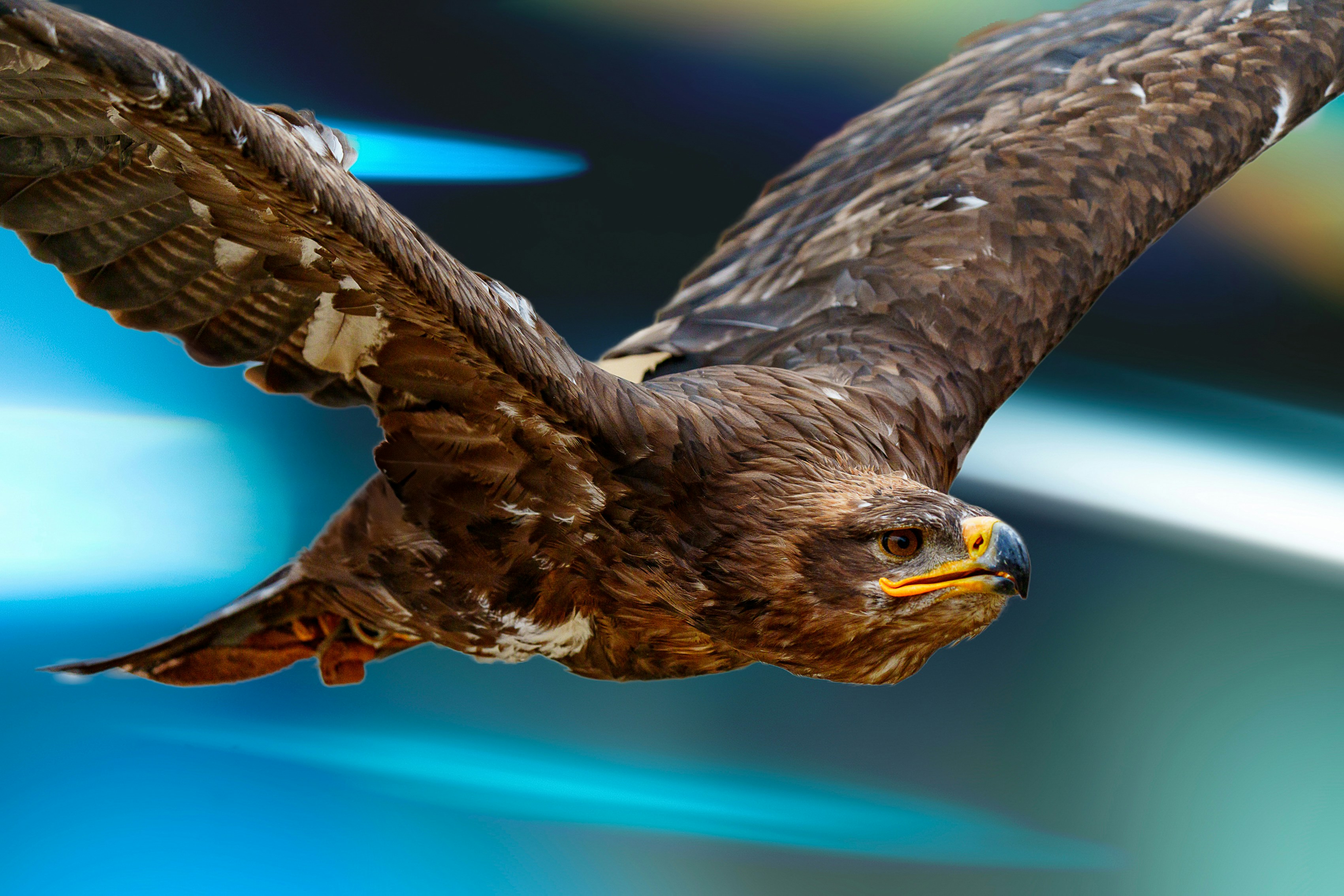 Razor-winged Chase: A Golden Eagle in Flight