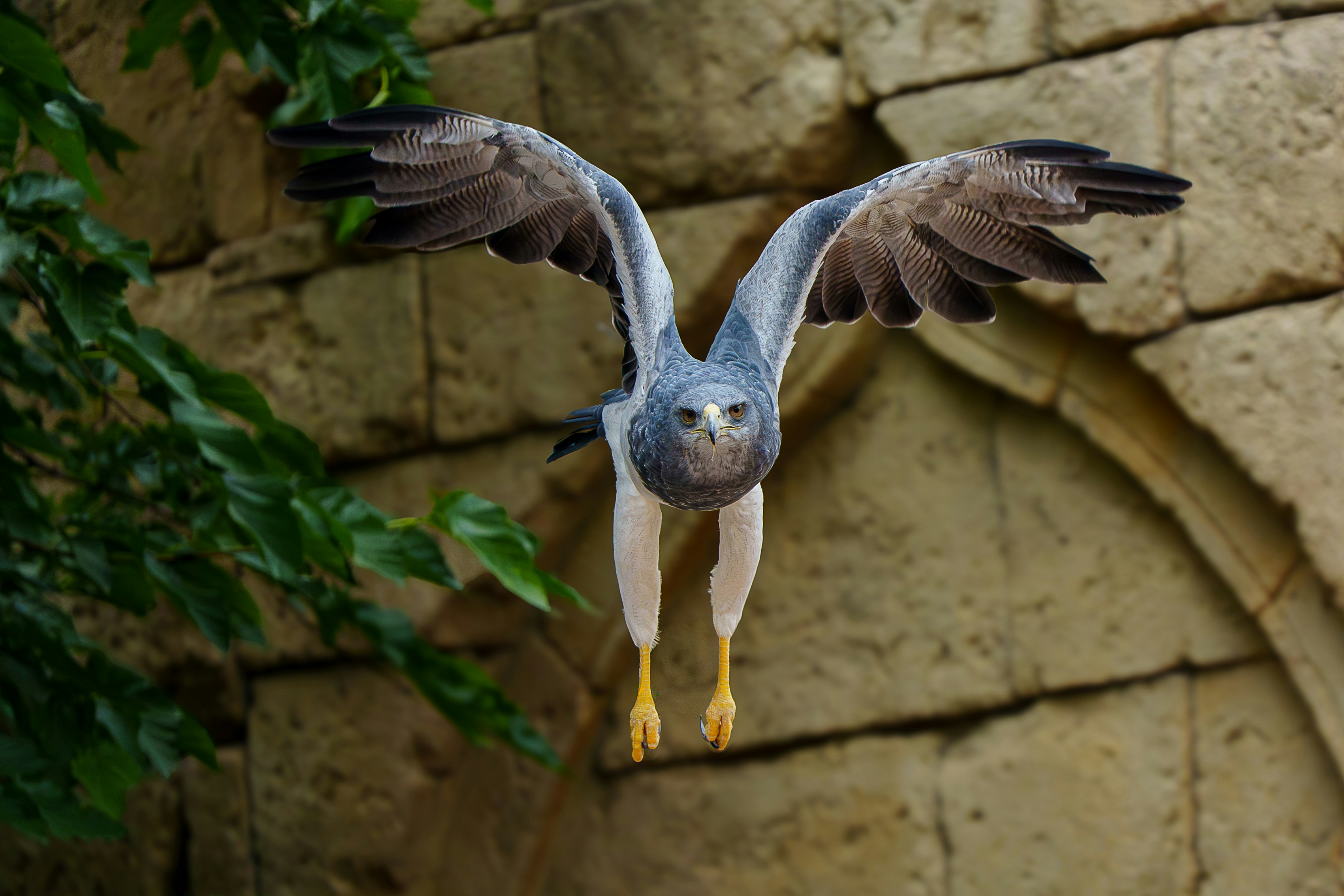 Mid-Flight Grey Goshawk Overancient Stone Arch