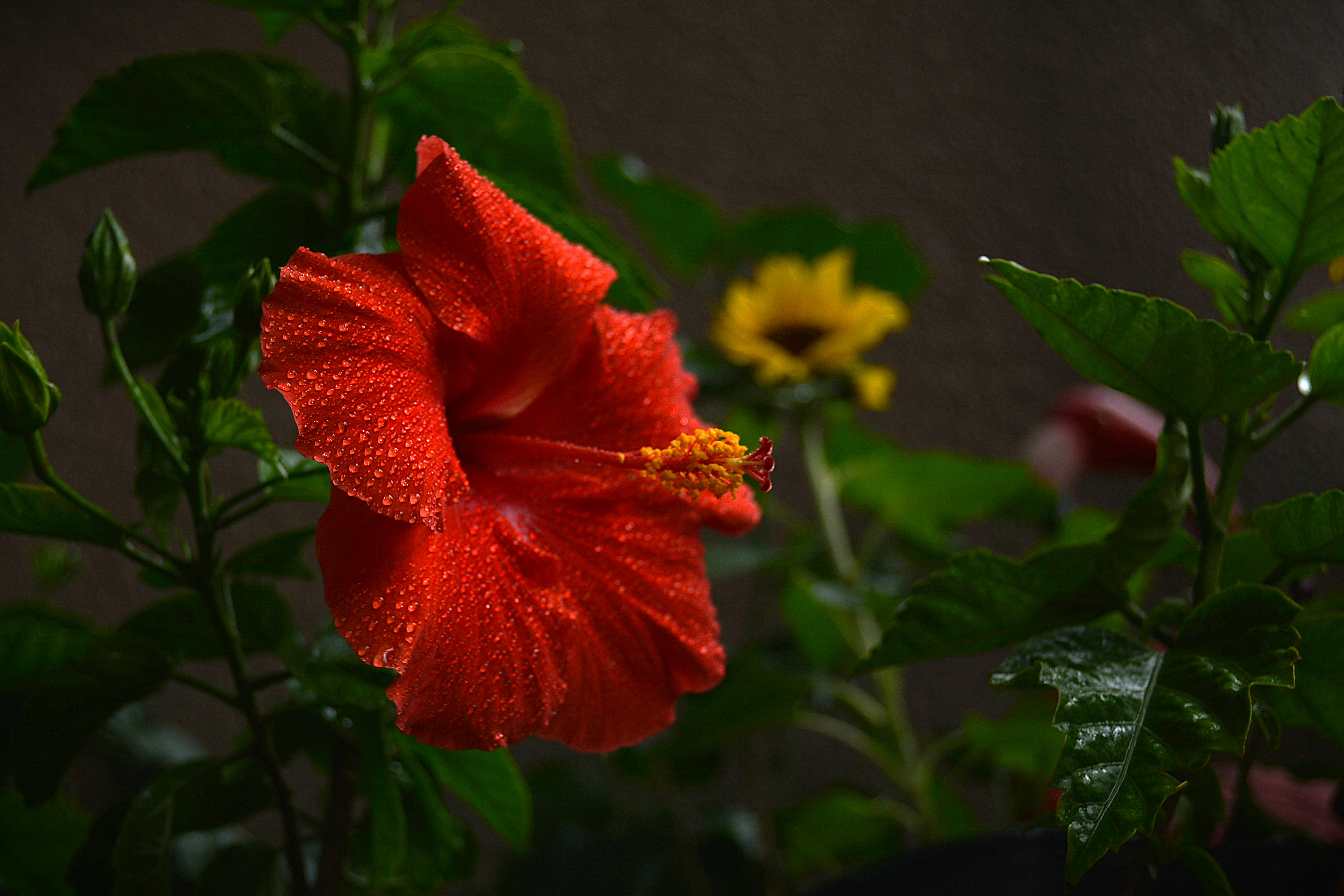 Crimson Hibiscus in Focus with Sunlit Centerstage