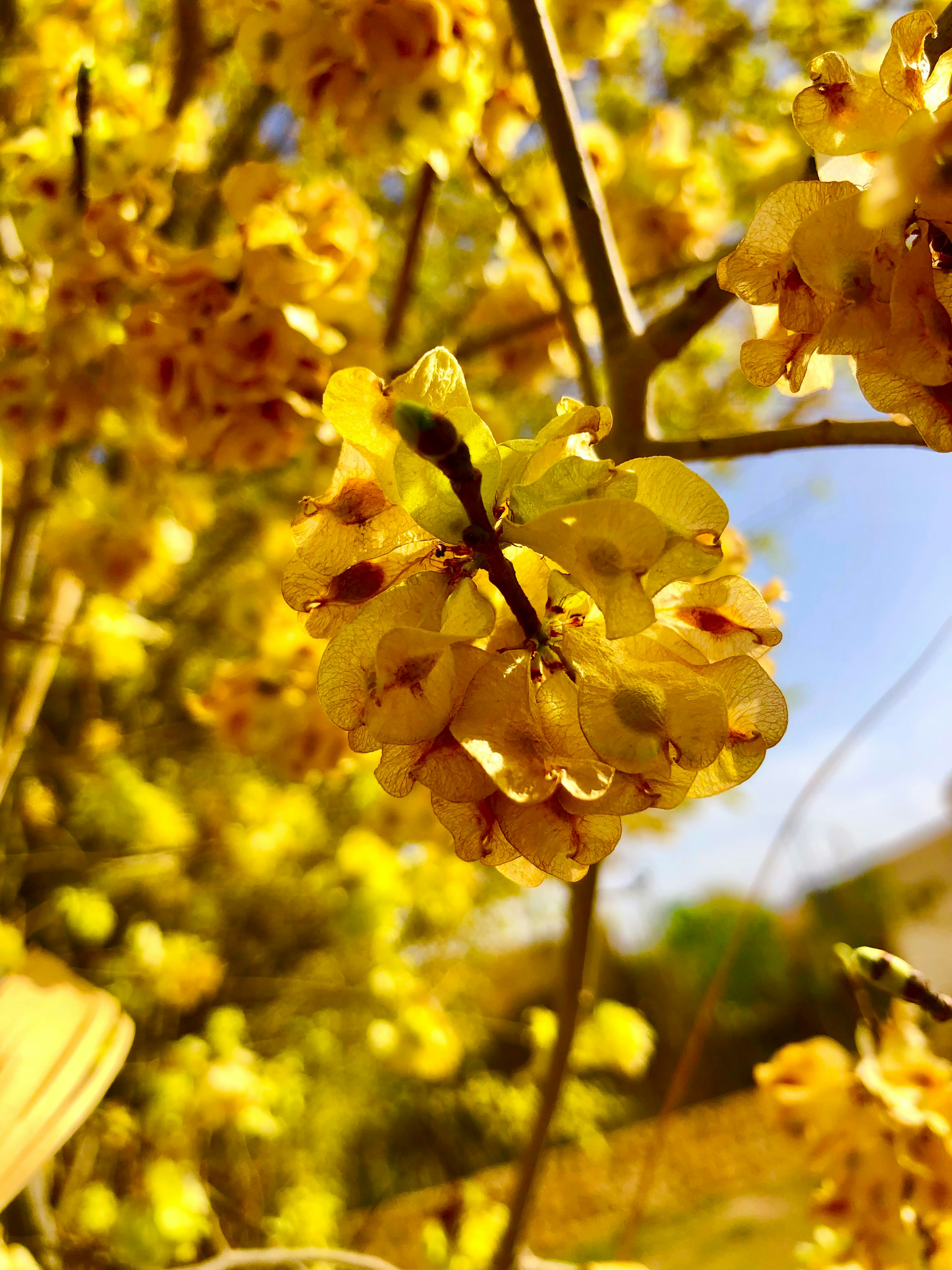 Golden Blur: Close-Up of Autumn Blooms Under Sun