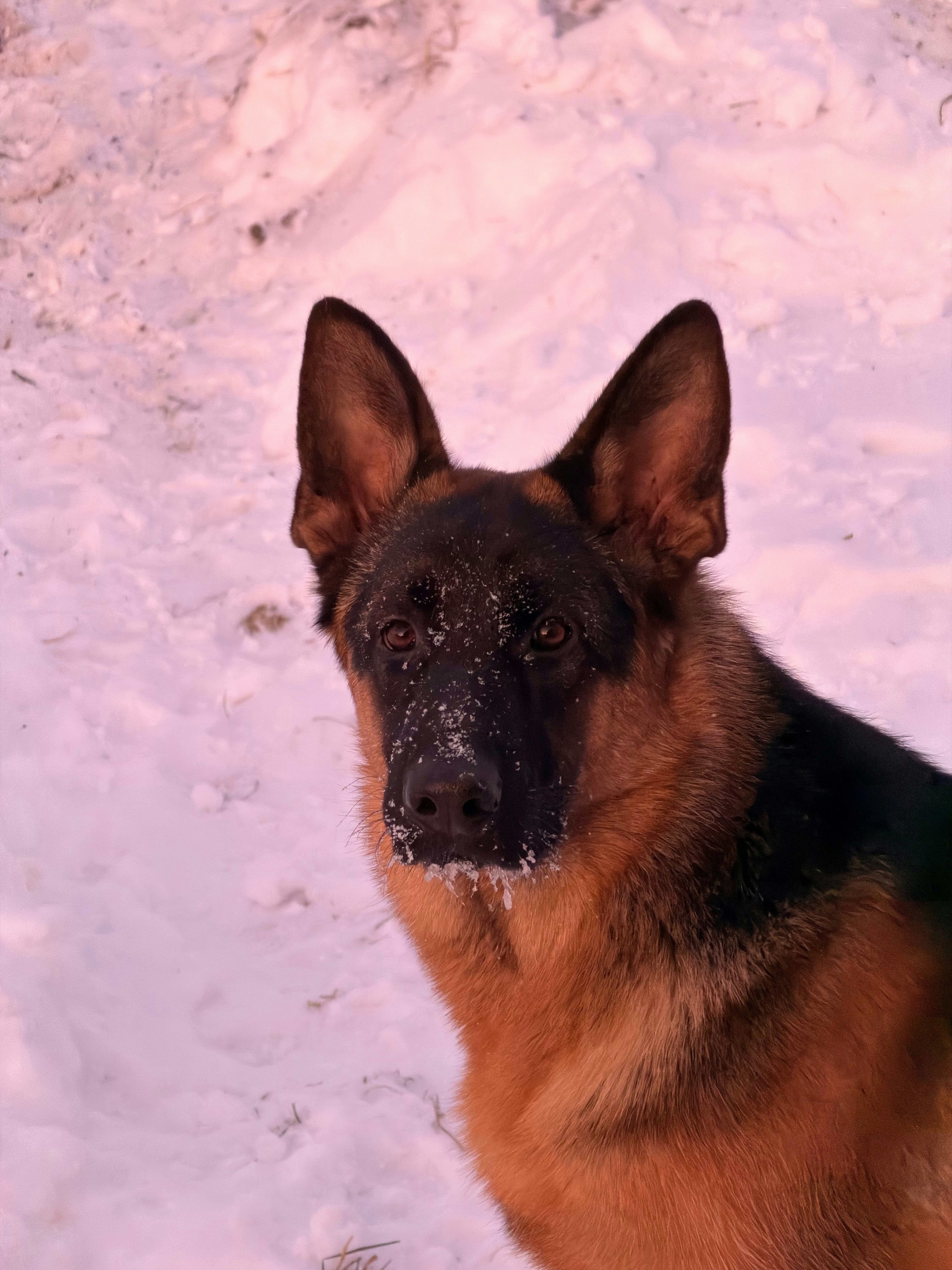 Snowbound German Shepherd: Eyes, Ears, and Snowflakes