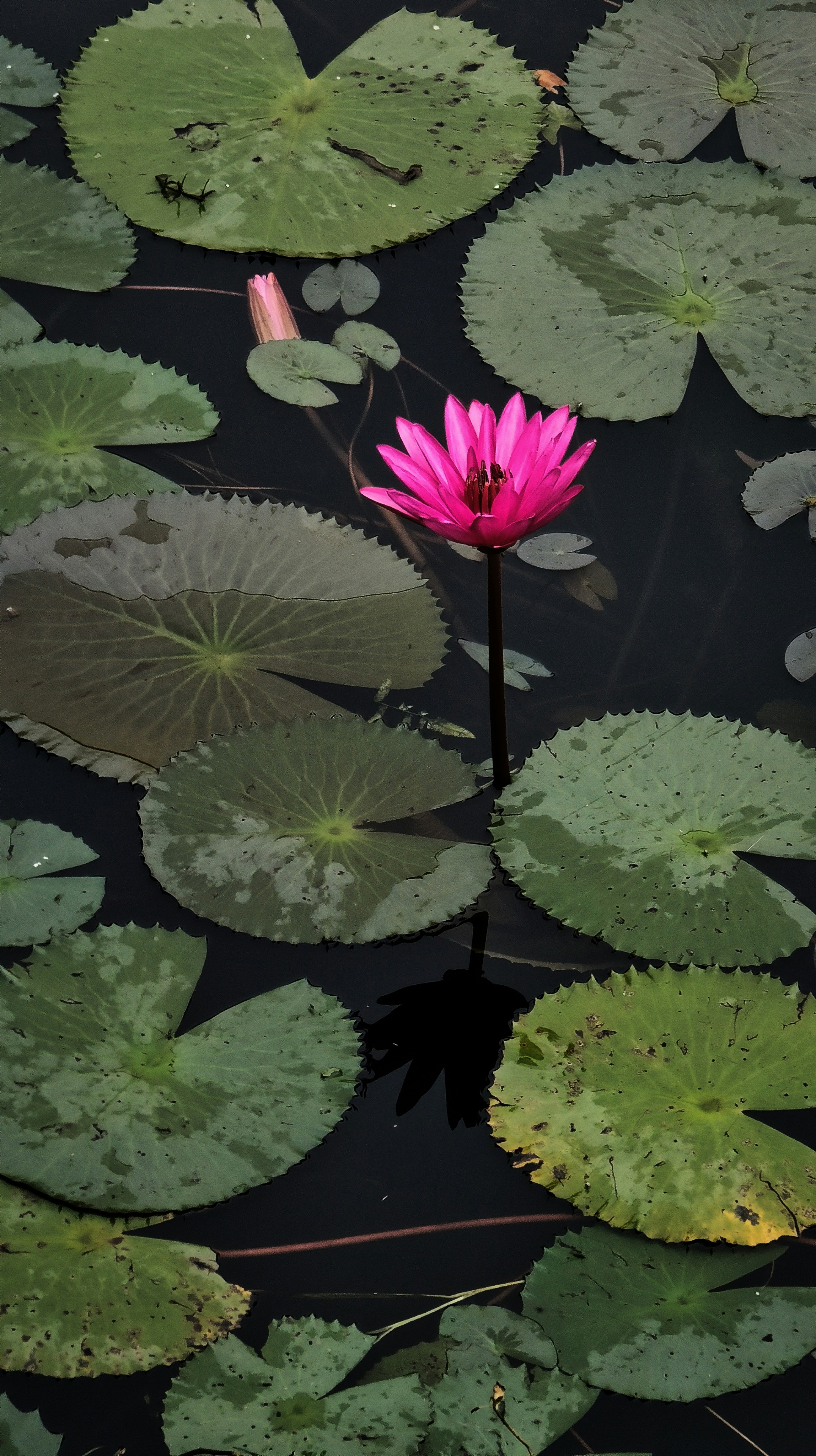 Pink Water Lily Standing Tall Among Green Giants