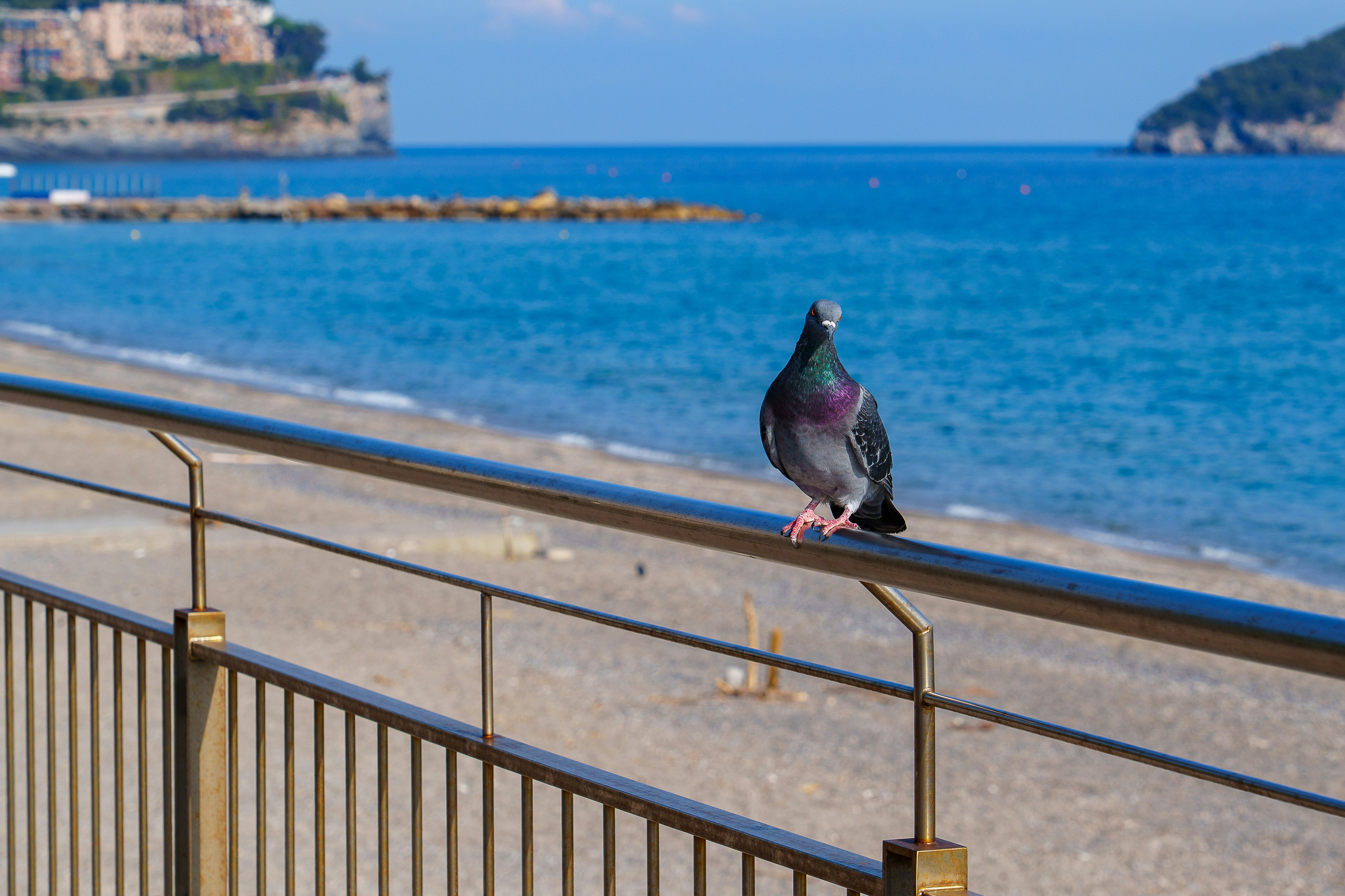 Pigeon on a Sunset Rail by the Coastal Pier