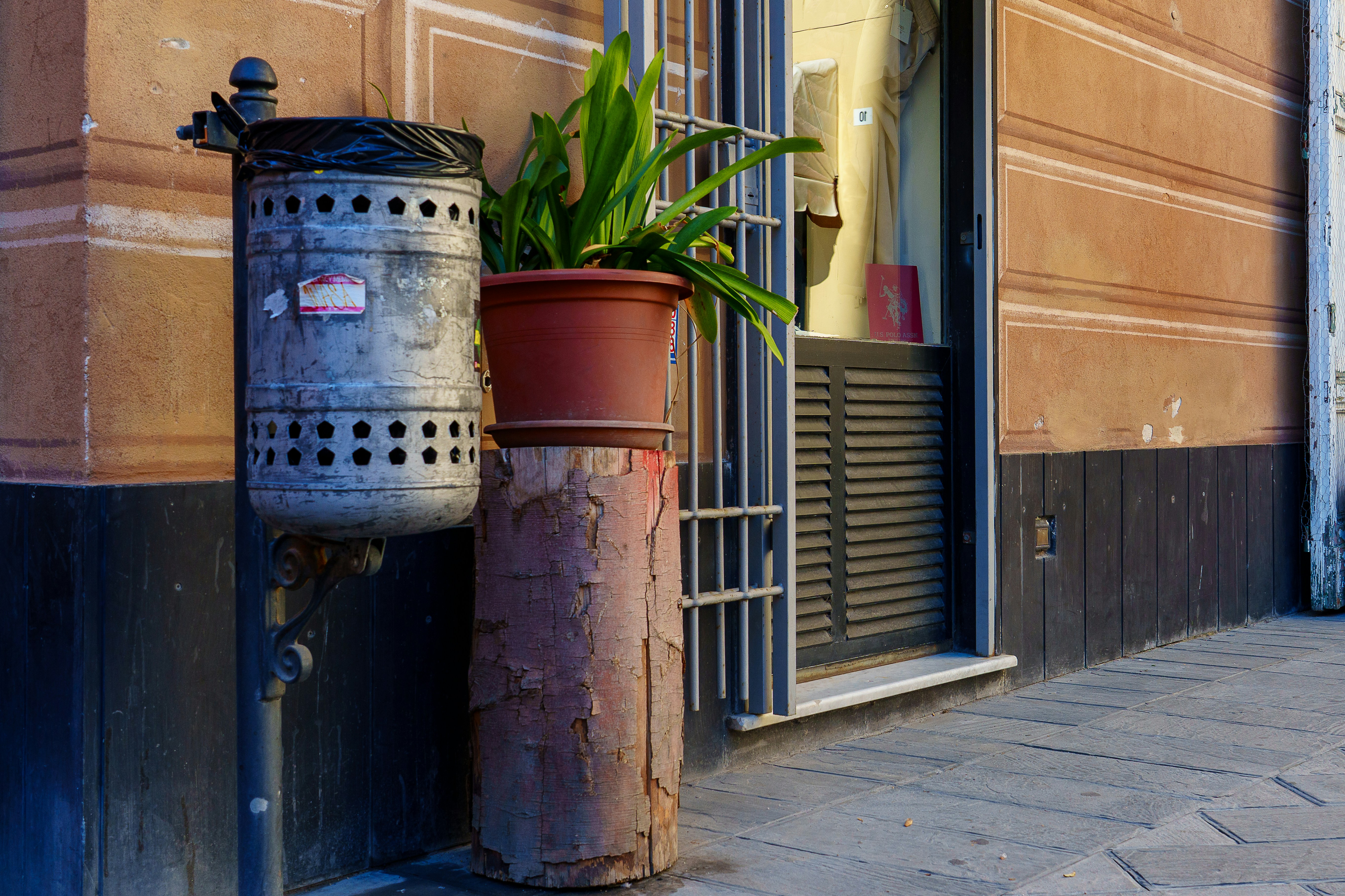 Urban vignette: plant, planter, and weathered street edge