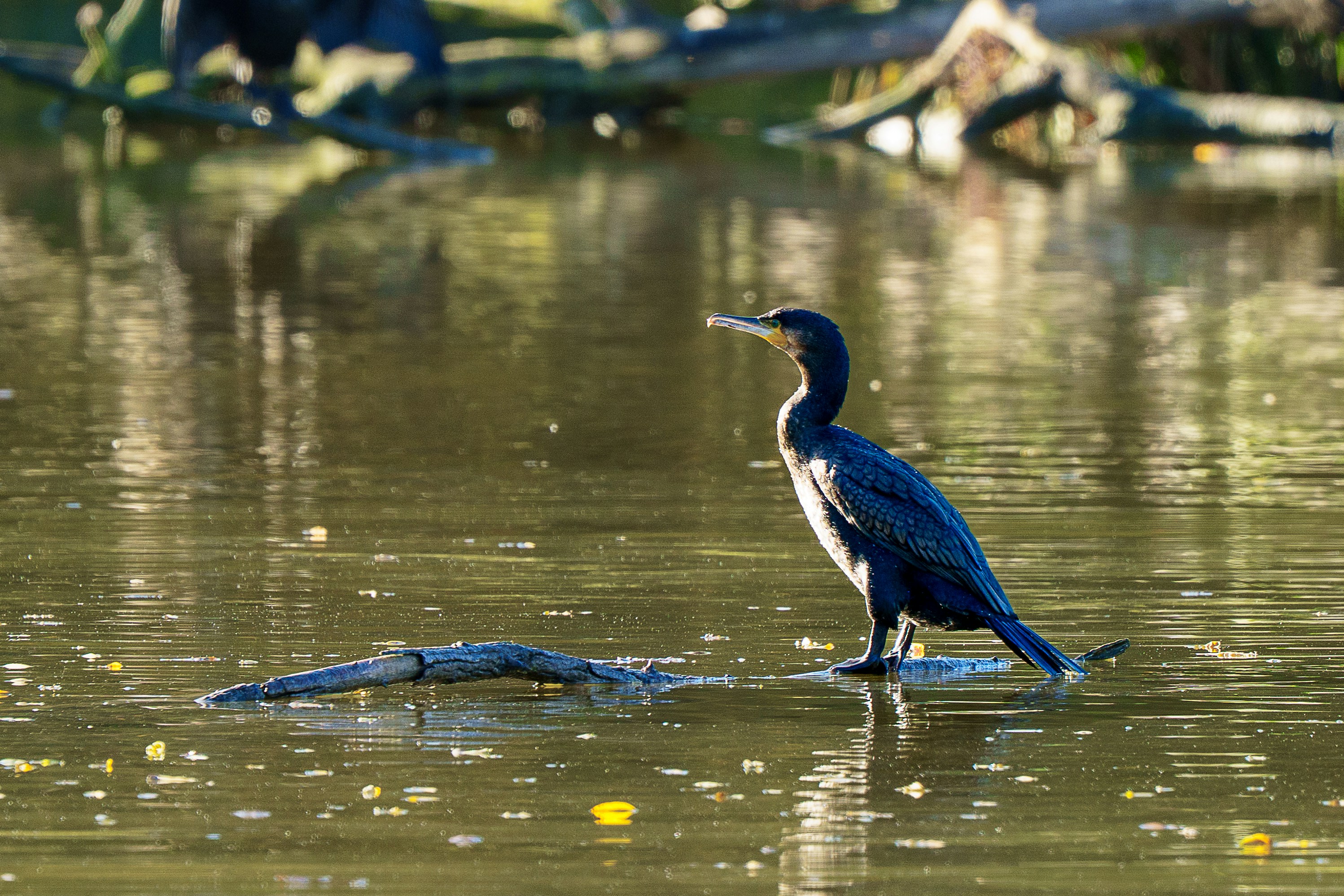 Azure Heron on a Quiet Riverbank