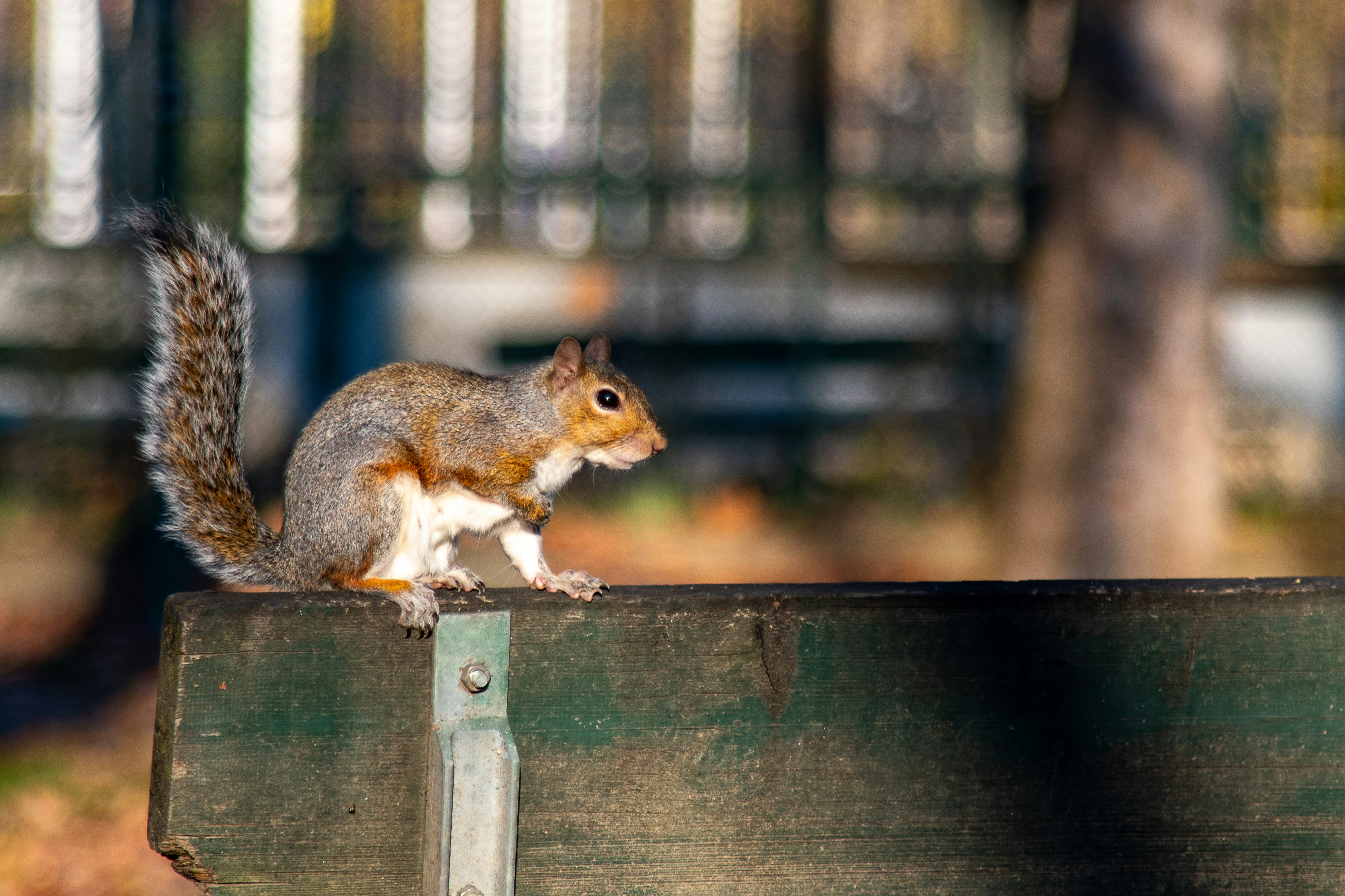 Squirrel on a weathered green bench catching a moment in the park
