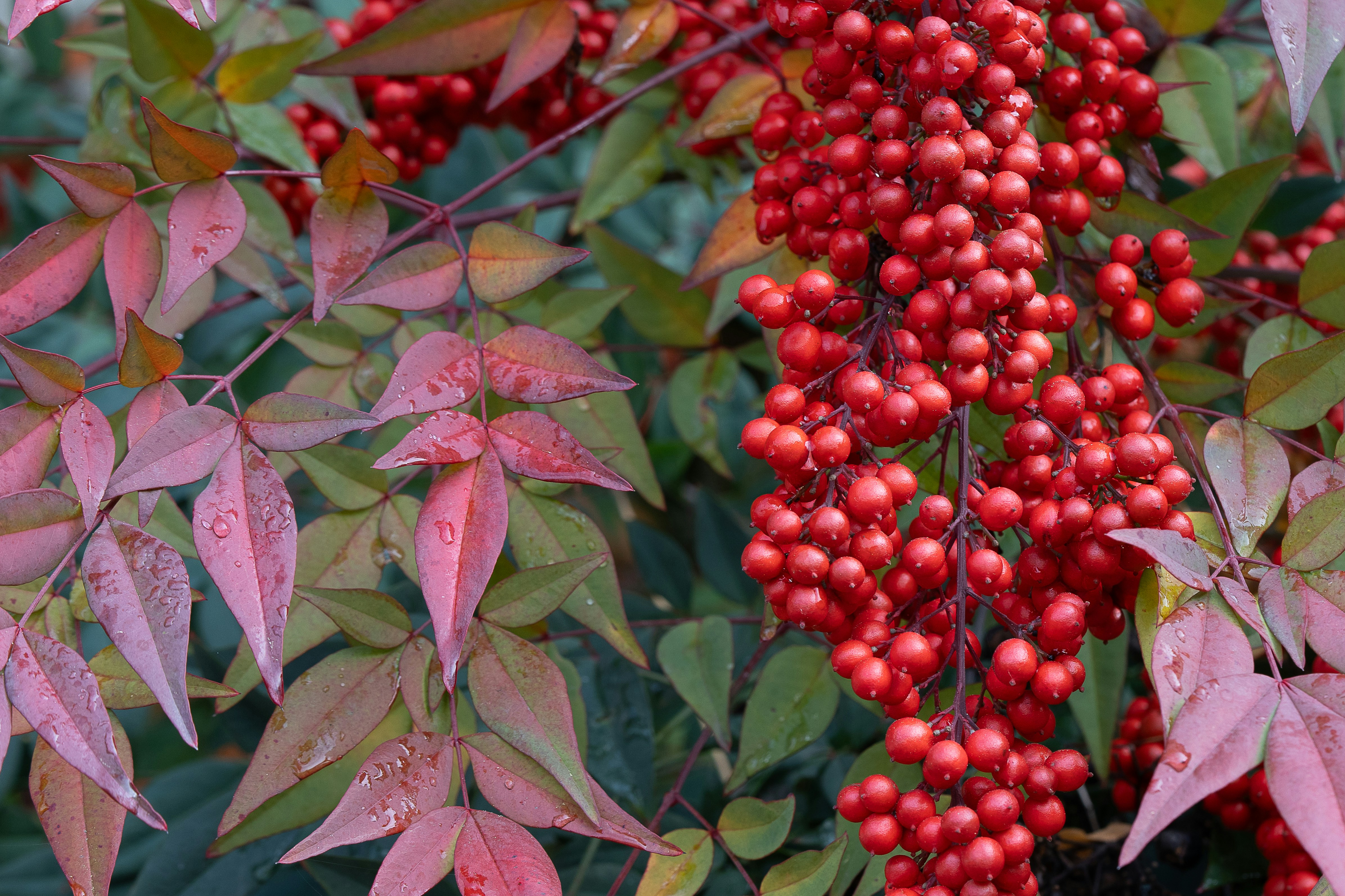 Crimson Cluster: A Cascade of Berries Amid Autumn Leaves