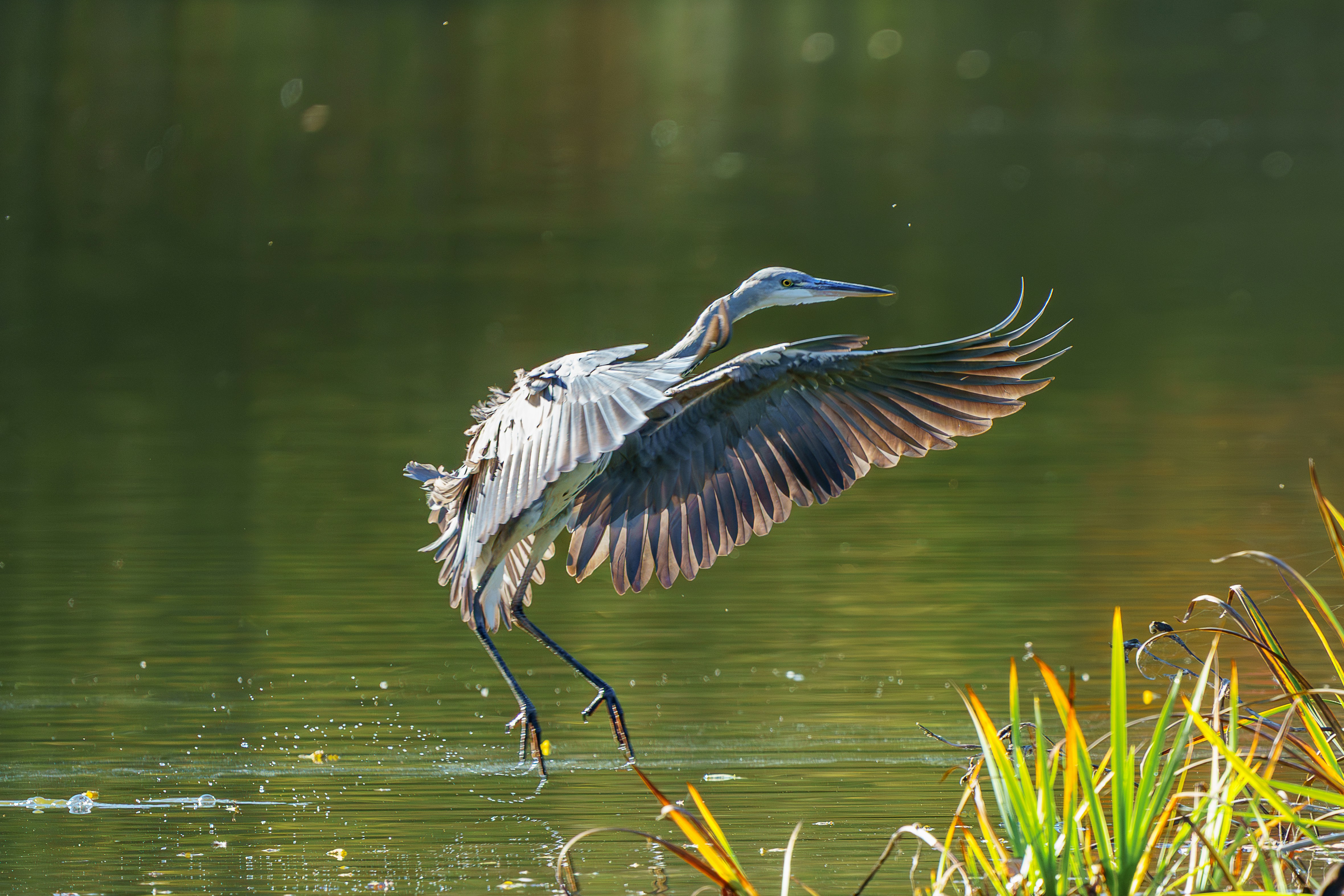 Heron in Mid-Stride Over a Lake Surface