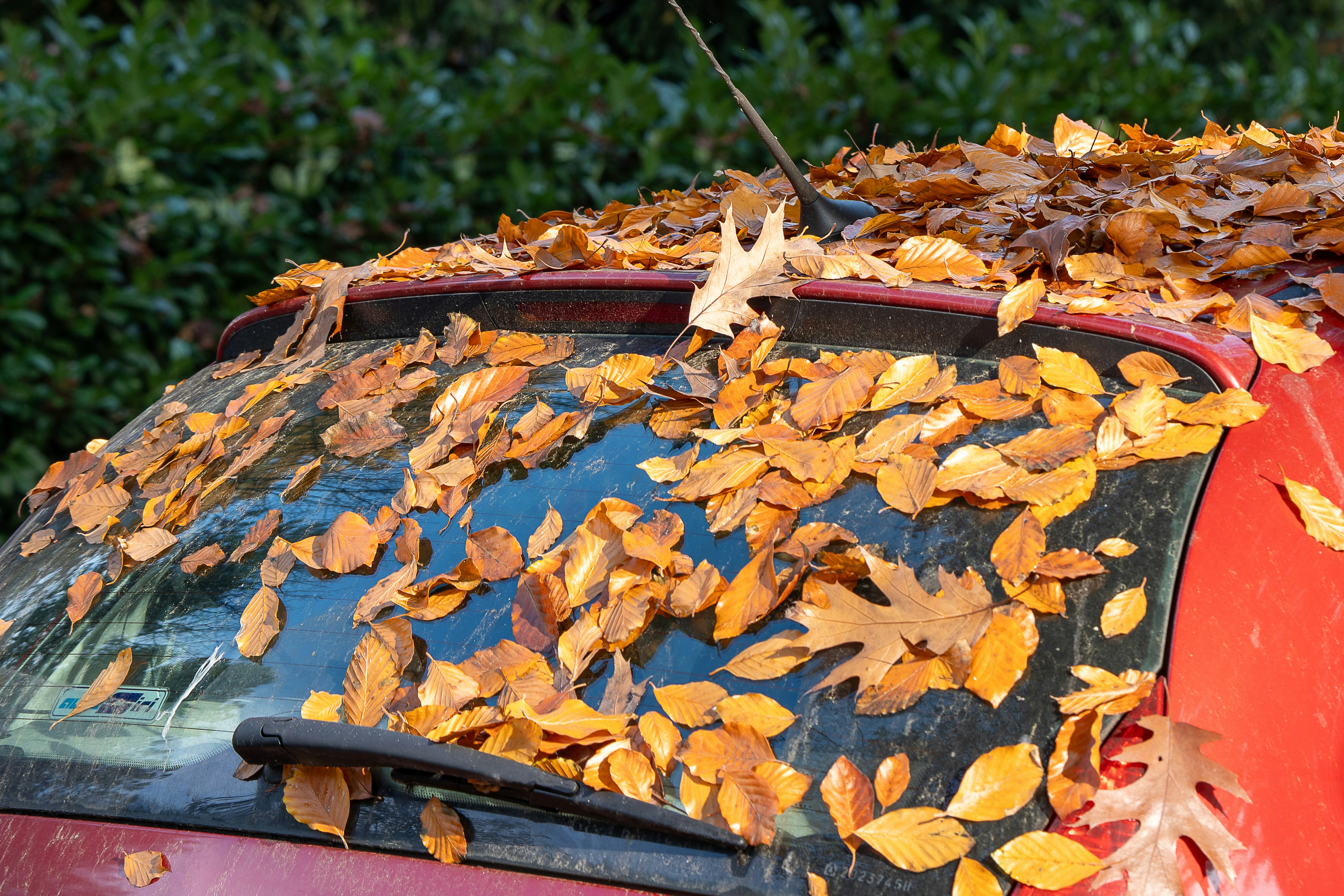 Red hatchback half-covered in golden autumn leaves on a parked car; moisture-wiped rear window and windshield wiper visible, with greenery in the background.
