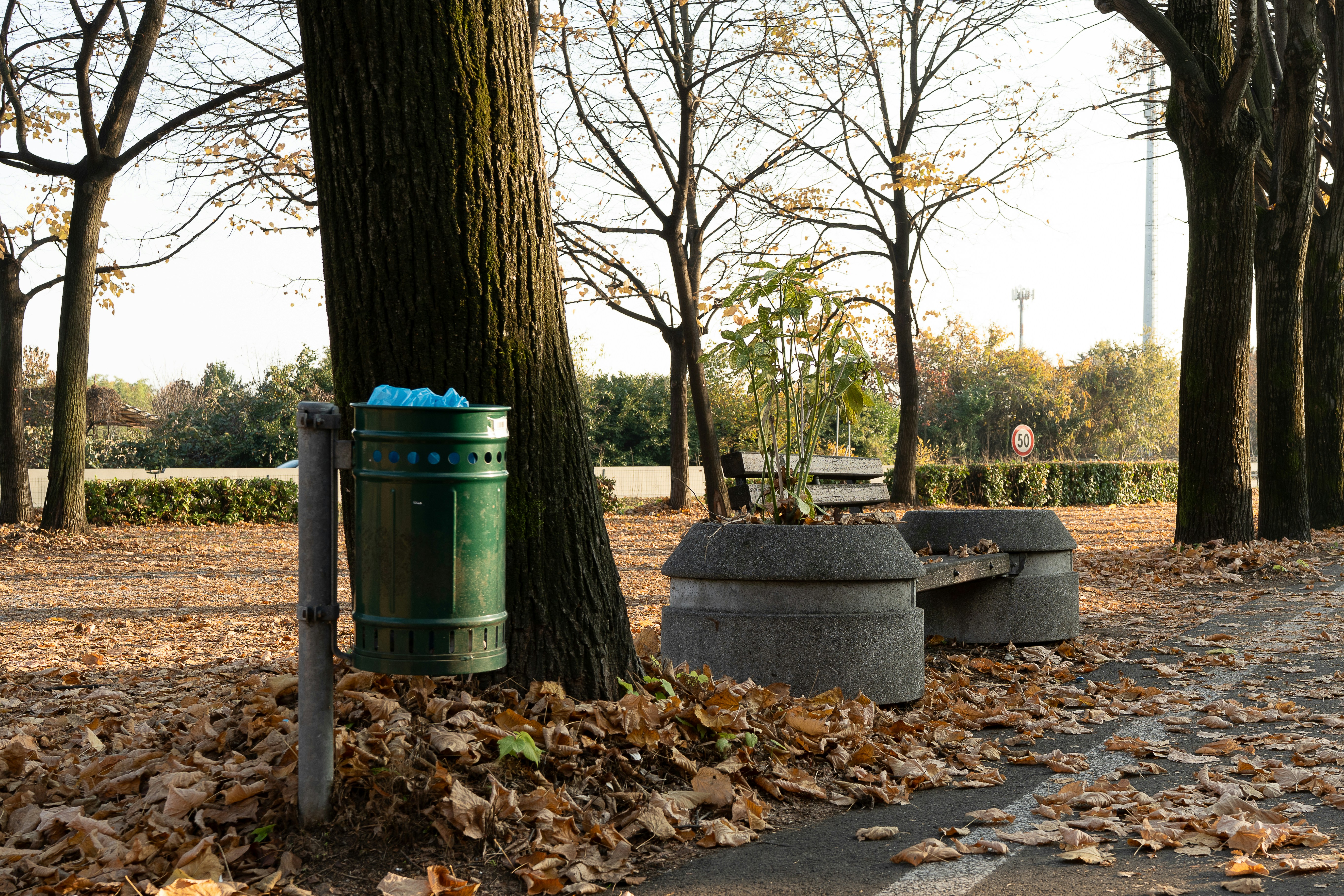 Autumn Silence by the Park: A Row of Trees, Benches, and a Distant Skyline